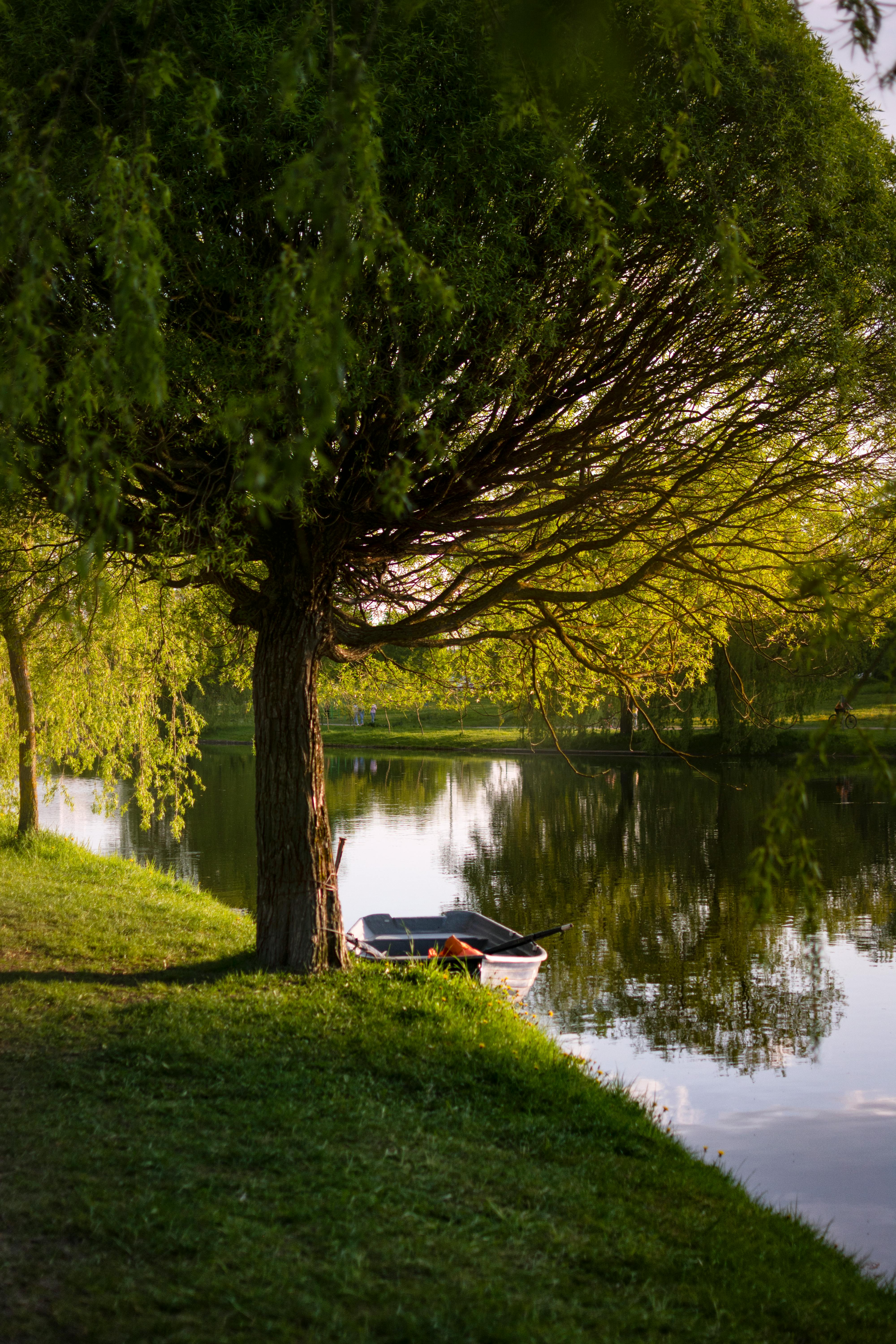 Boat by Tree near River in Park · Free Stock Photo