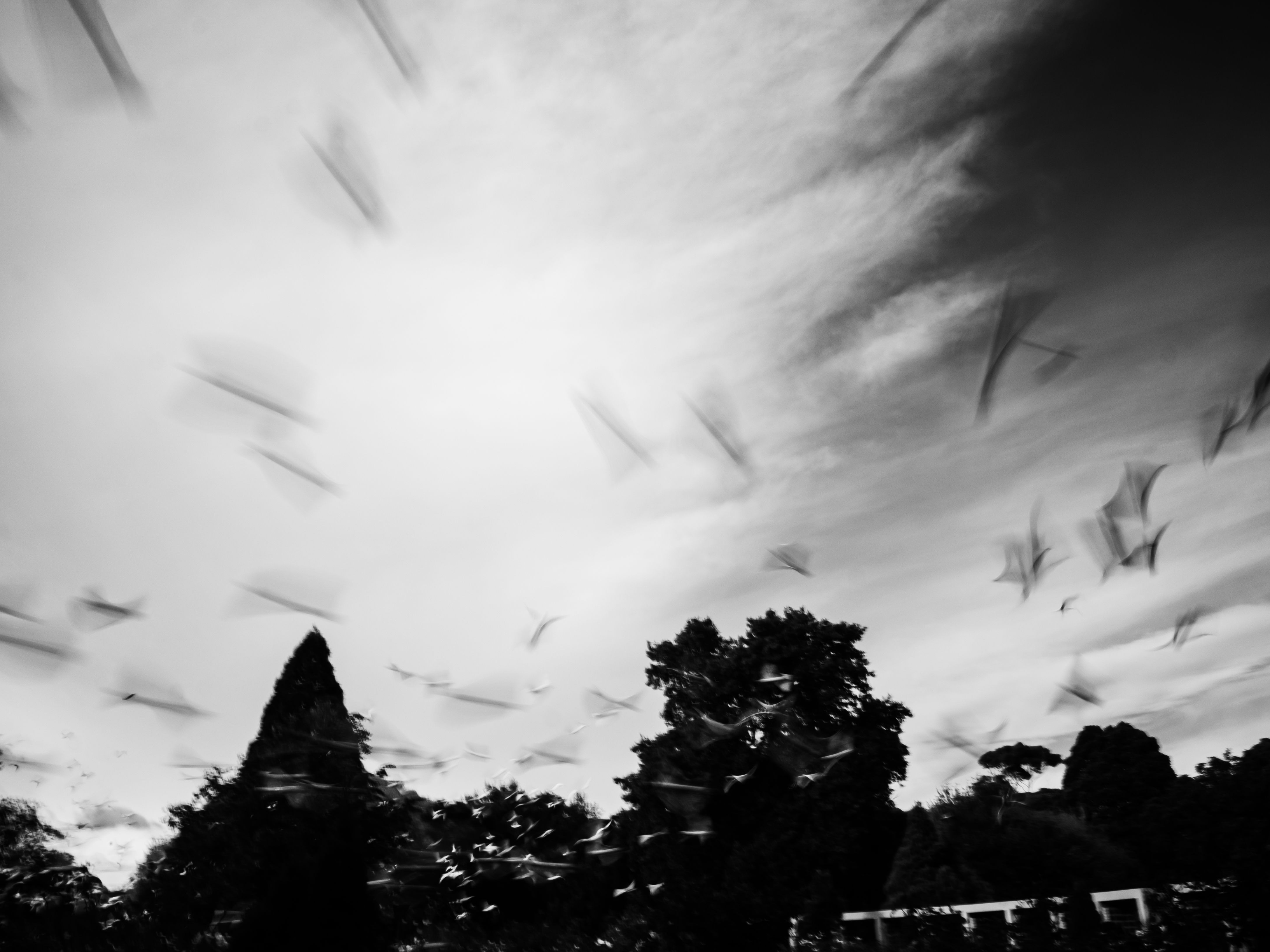 Low Angle Photography of Four Flying Birds · Free Stock Photo