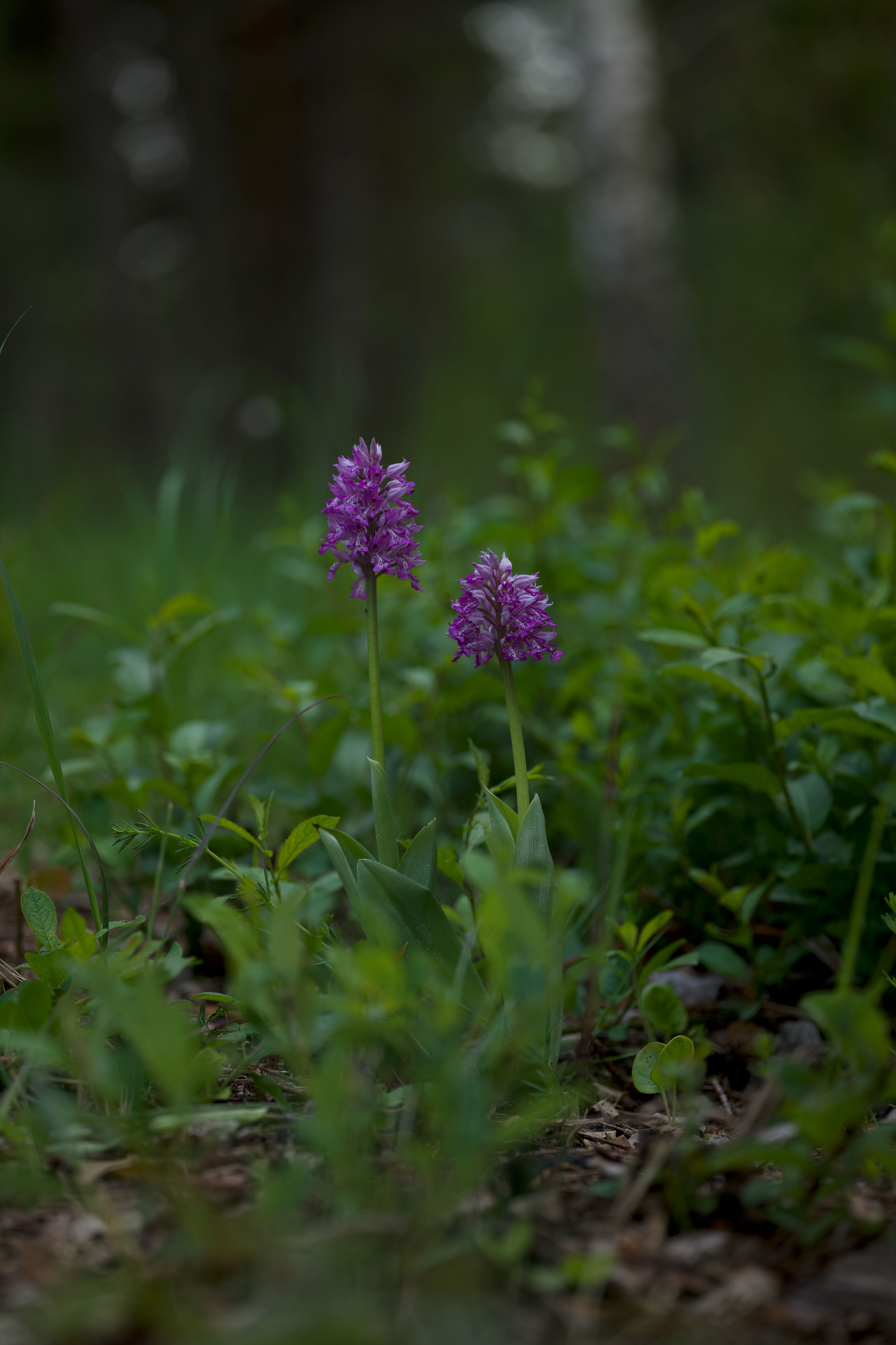 Wild Orchid Photos, Download The BEST Free Wild Orchid Stock Photos ...