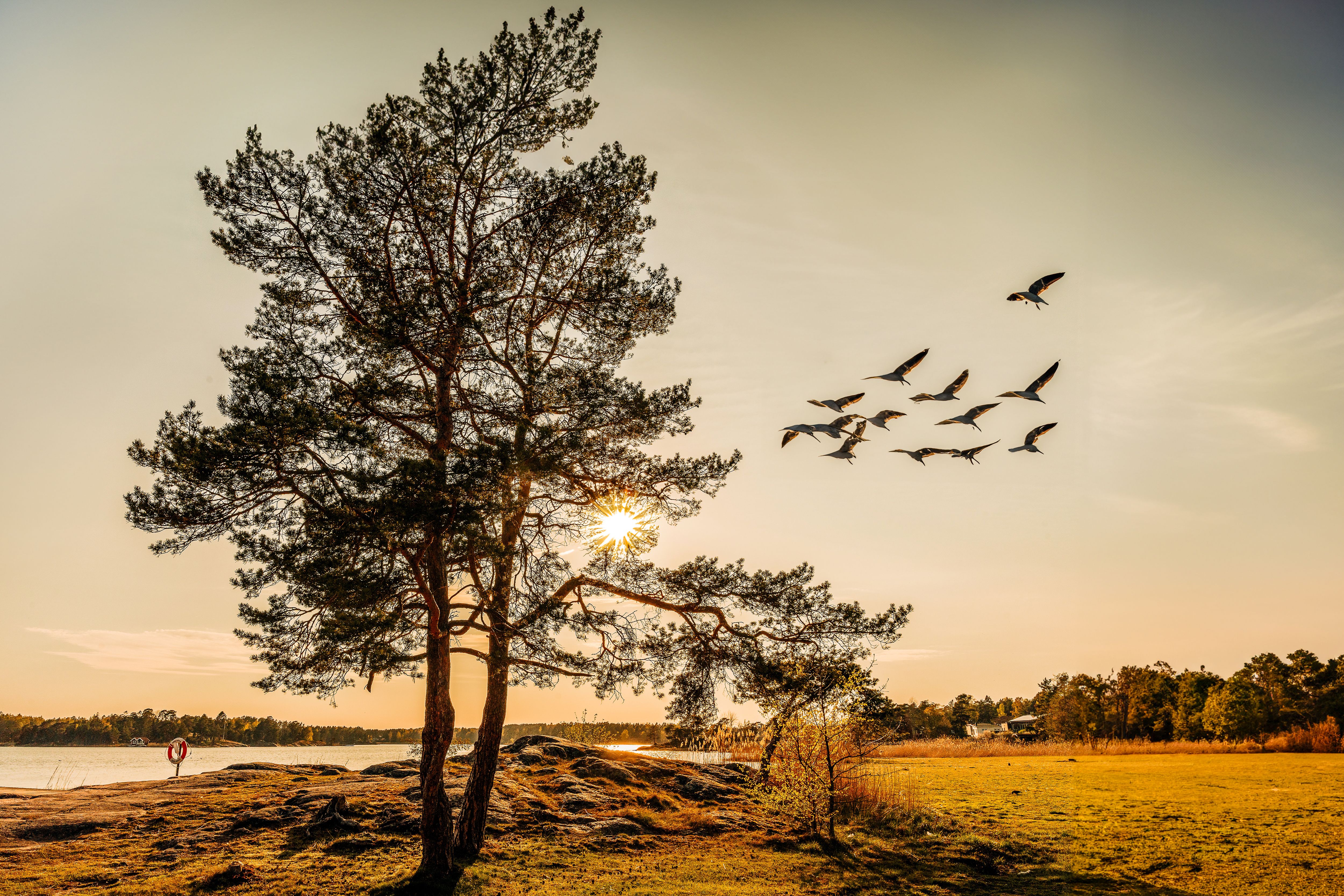A Tree on the Lakeshore at Sunset · Free Stock Photo
