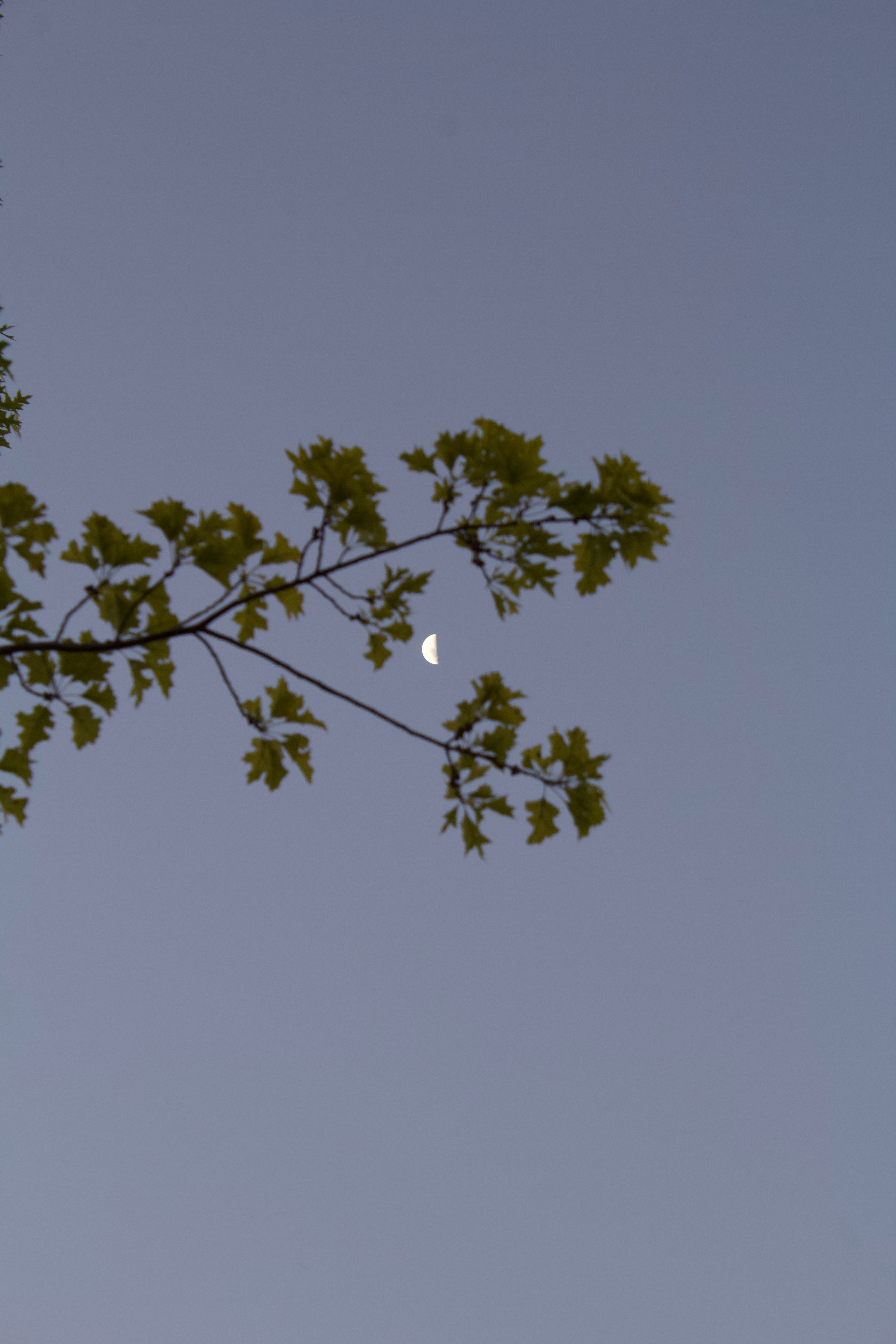 Wanes Photos, Download The BEST Free Wanes Stock Photos & HD Images