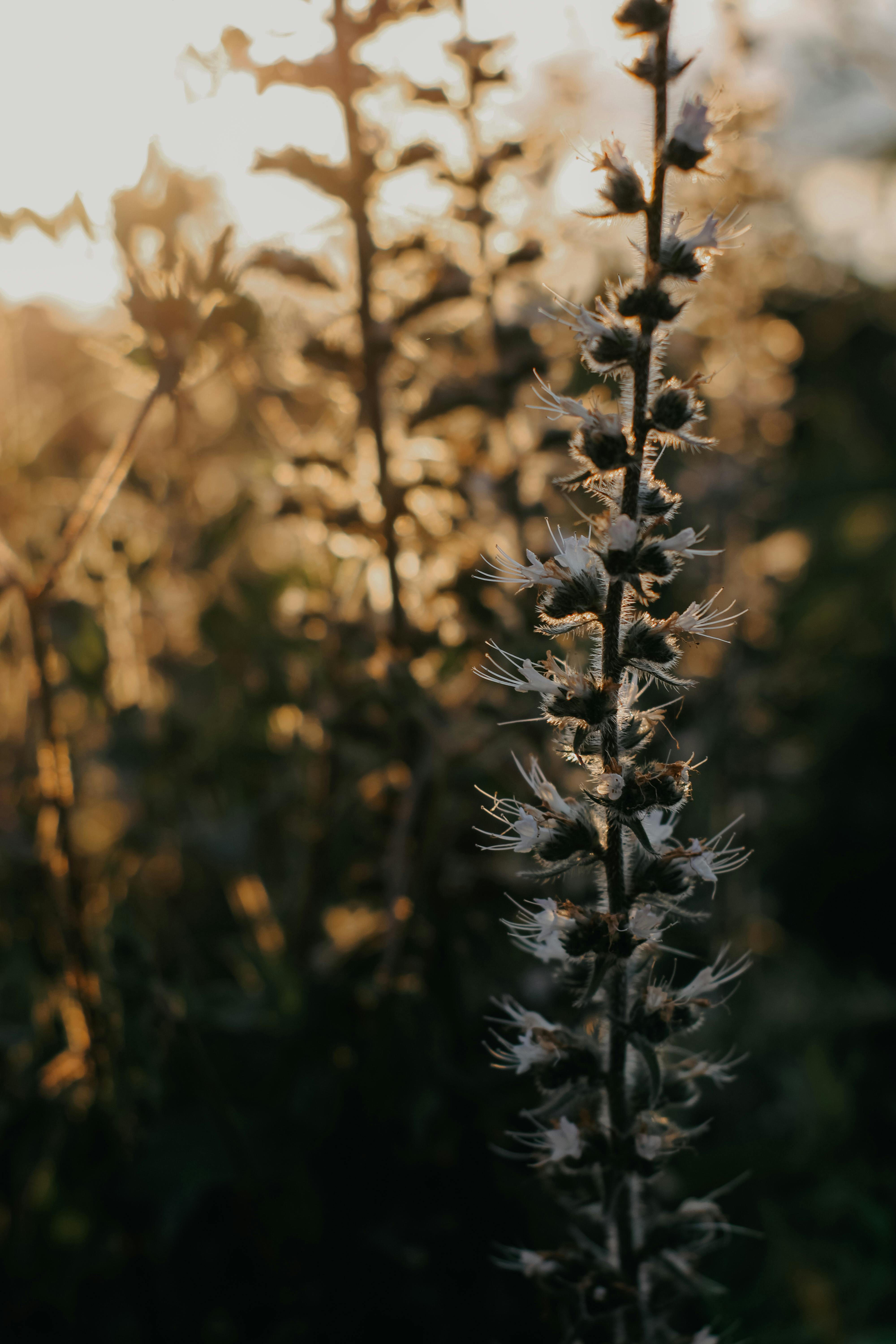 Bugloss Plant at Dawn · Free Stock Photo