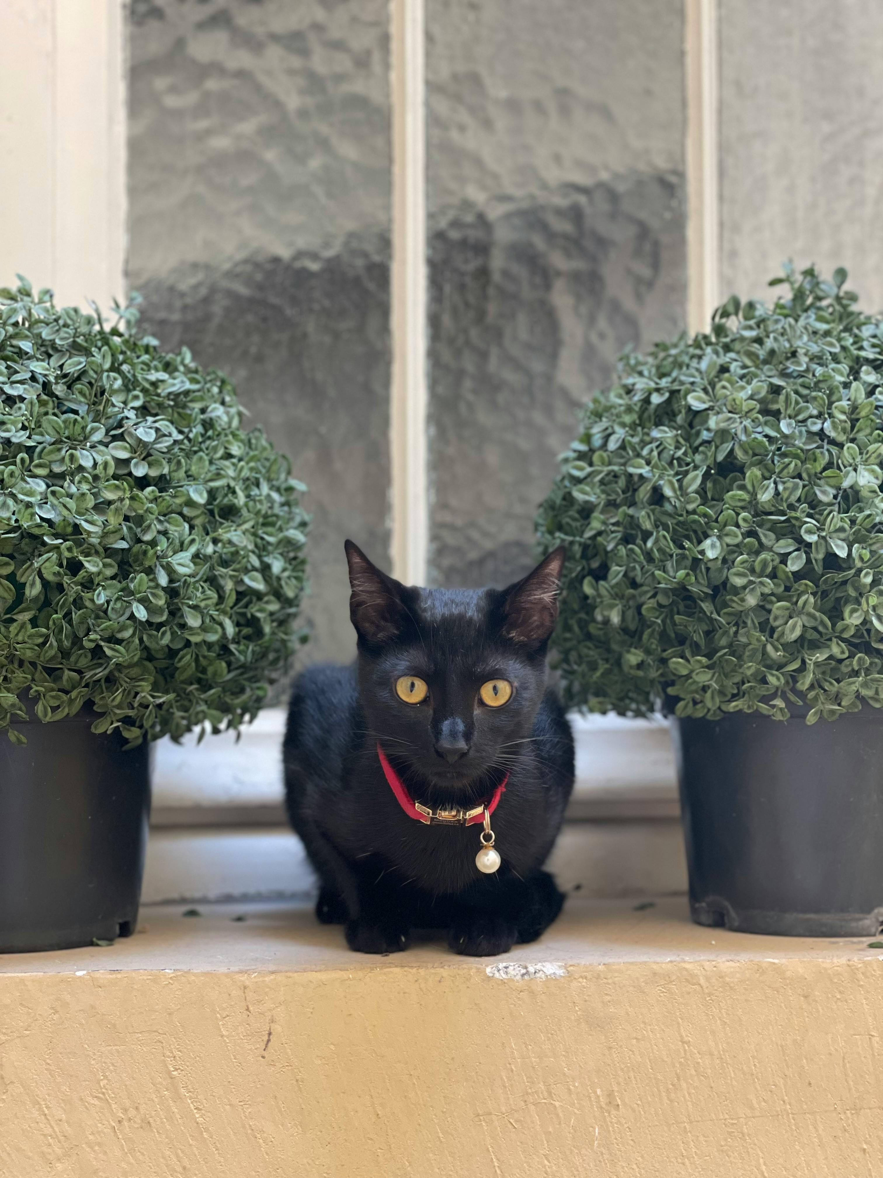 Angelo Bertini - 写真