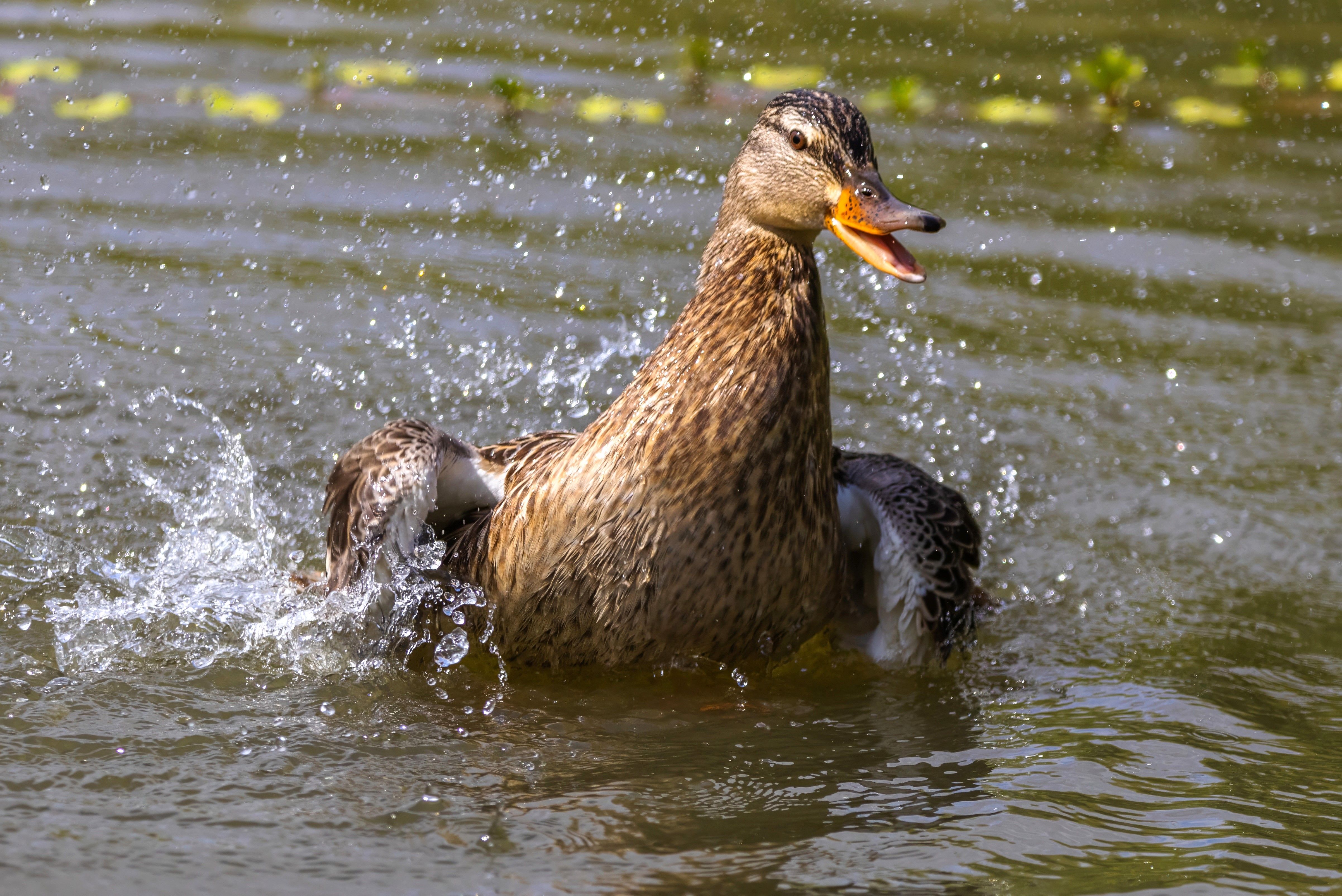Duck Landing on Water · Free Stock Photo