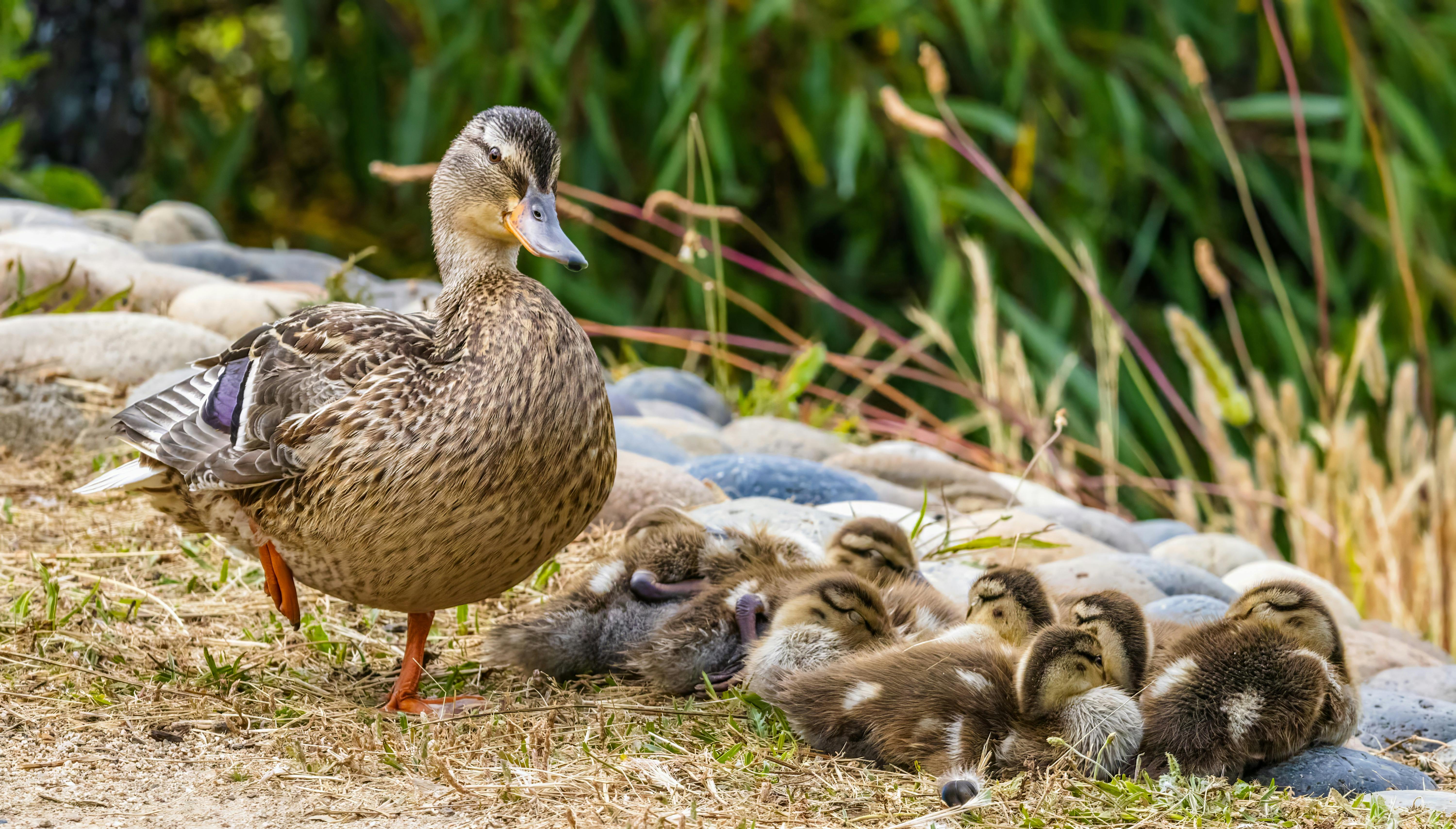 Young Ducks Photos, Download The BEST Free Young Ducks Stock Photos & HD Images