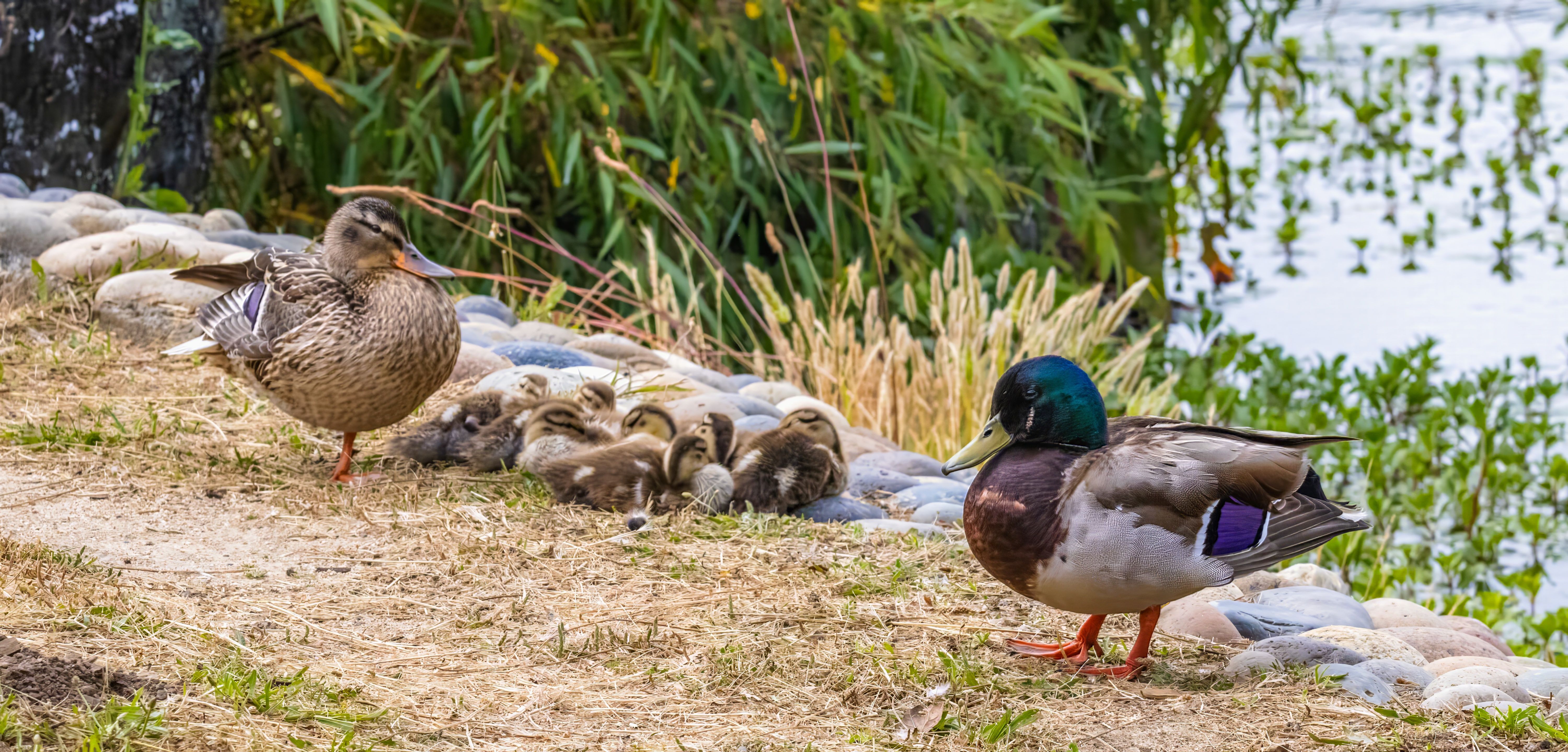 Ducks and Ducklings · Free Stock Photo
