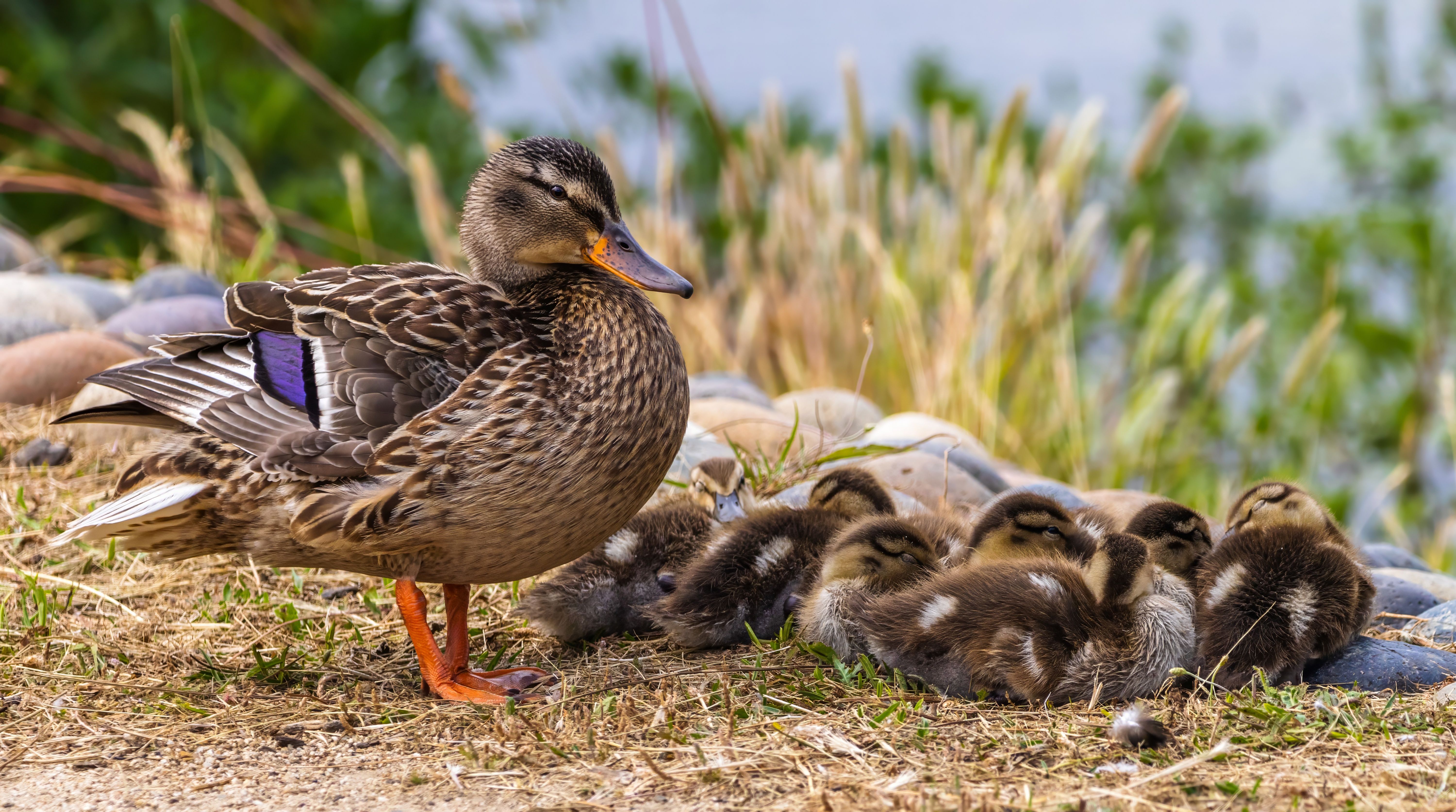 Duck and Ducklings · Free Stock Photo
