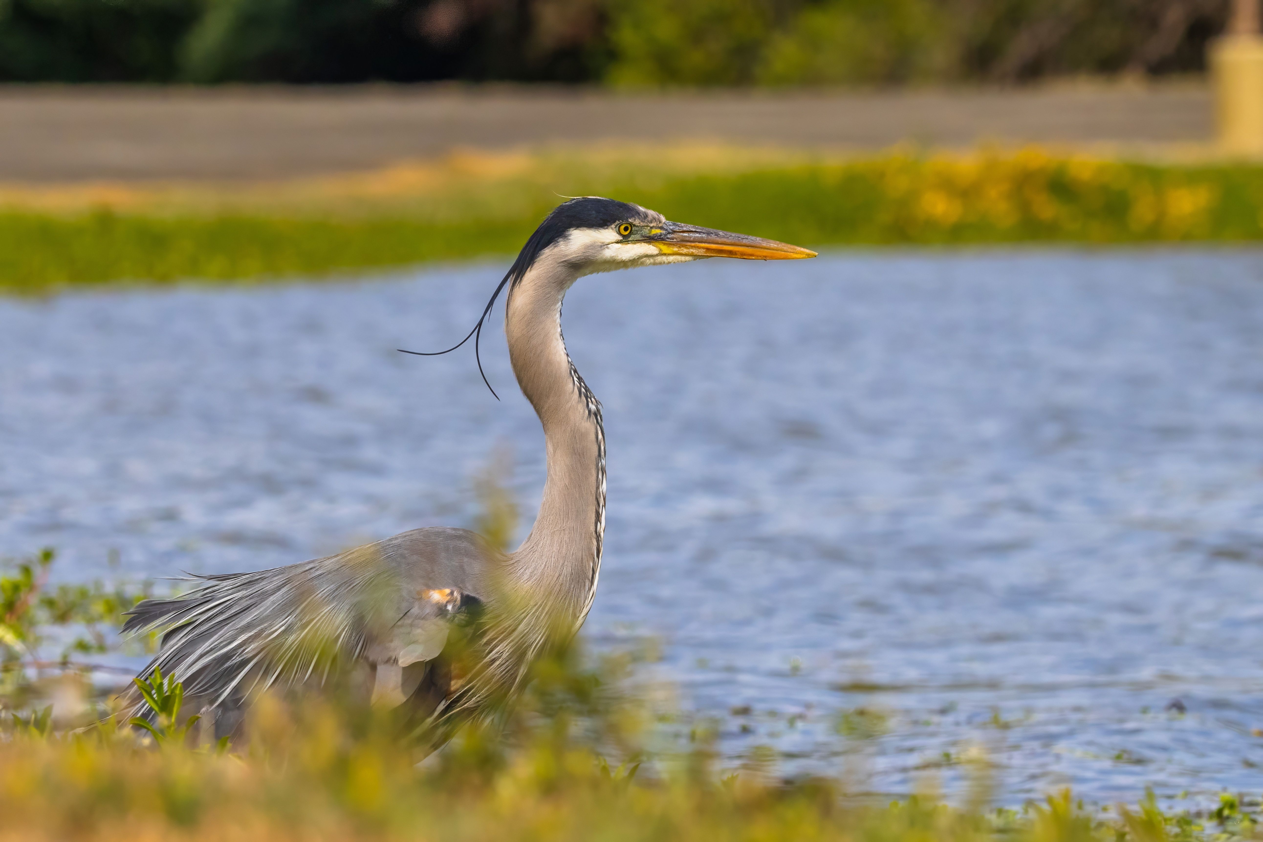 Heron Bird Standing on Shallow Water · Free Stock Photo