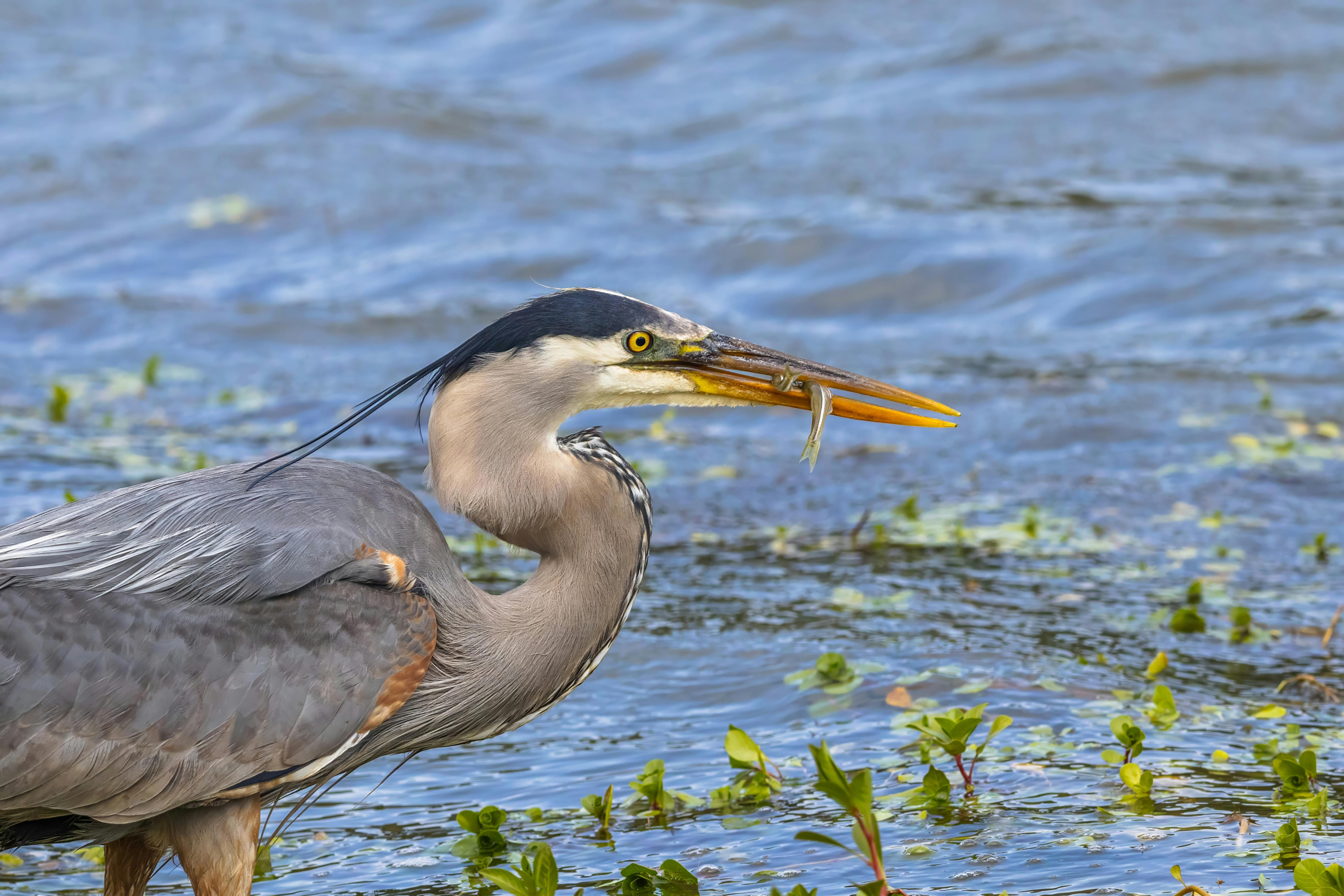 Heron Eating Fish · Free Stock Photo
