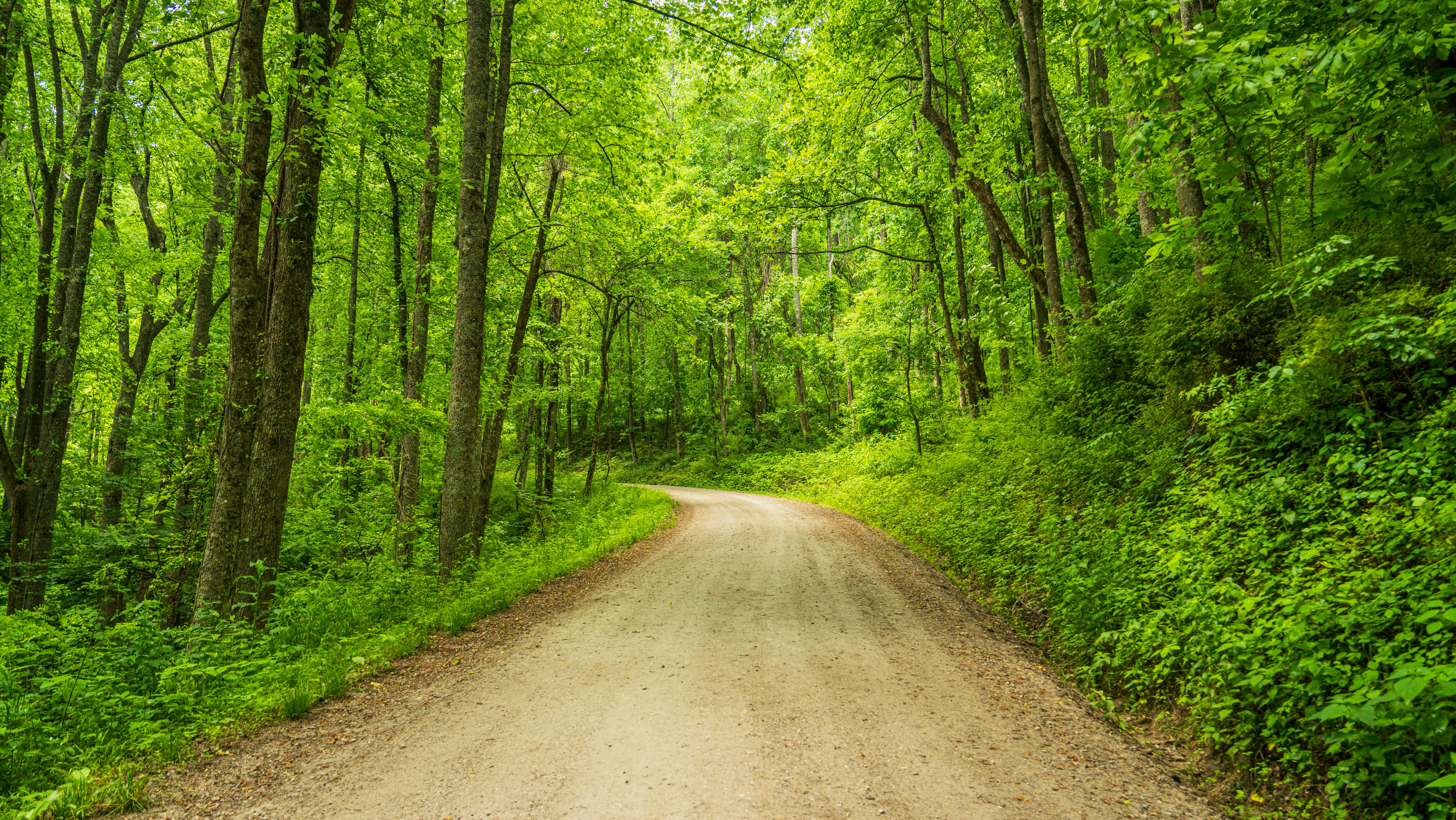 Dirt Road in Green, Deep Forest · Free Stock Photo