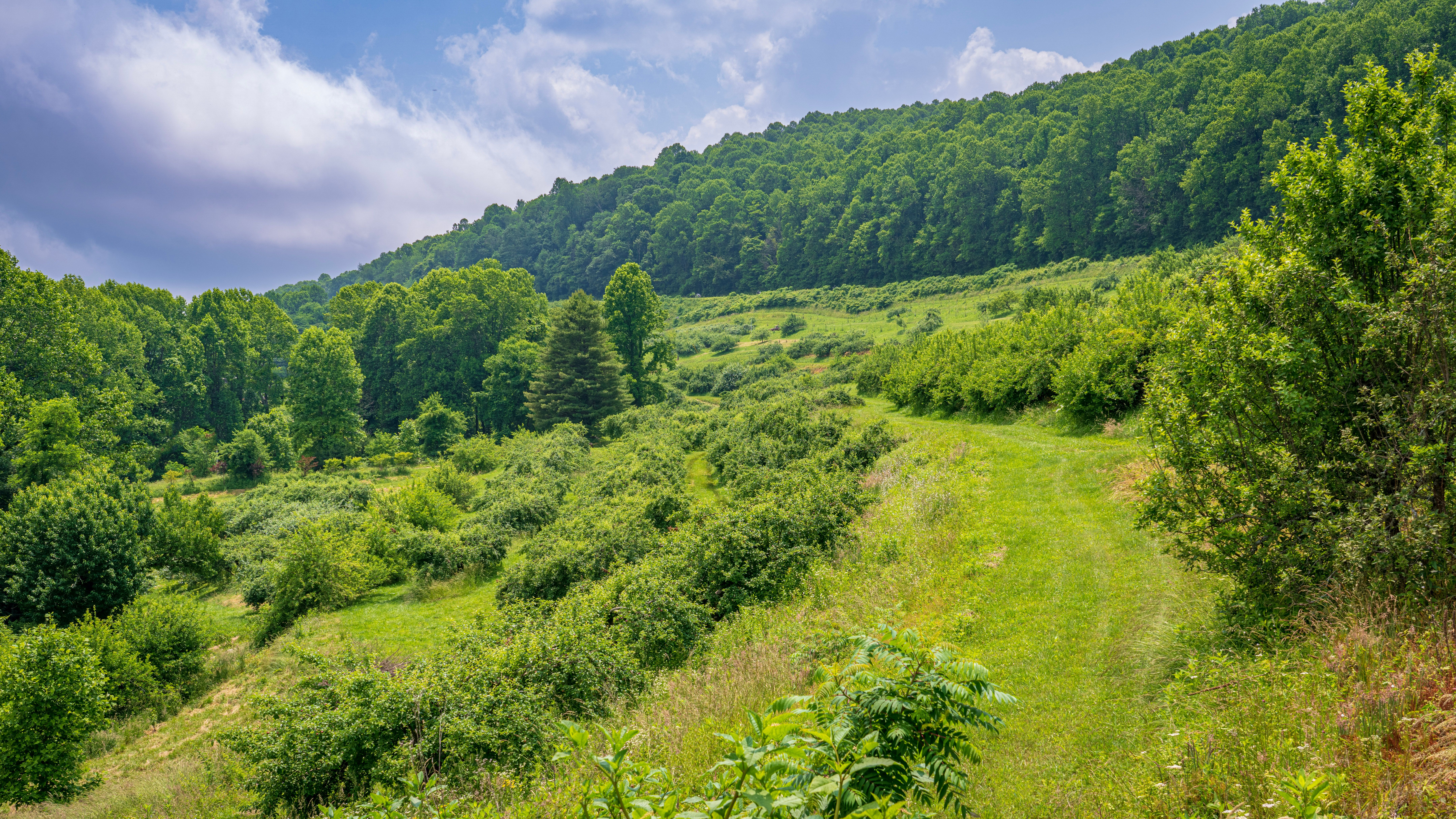 Green Forest Scenery · Free Stock Photo