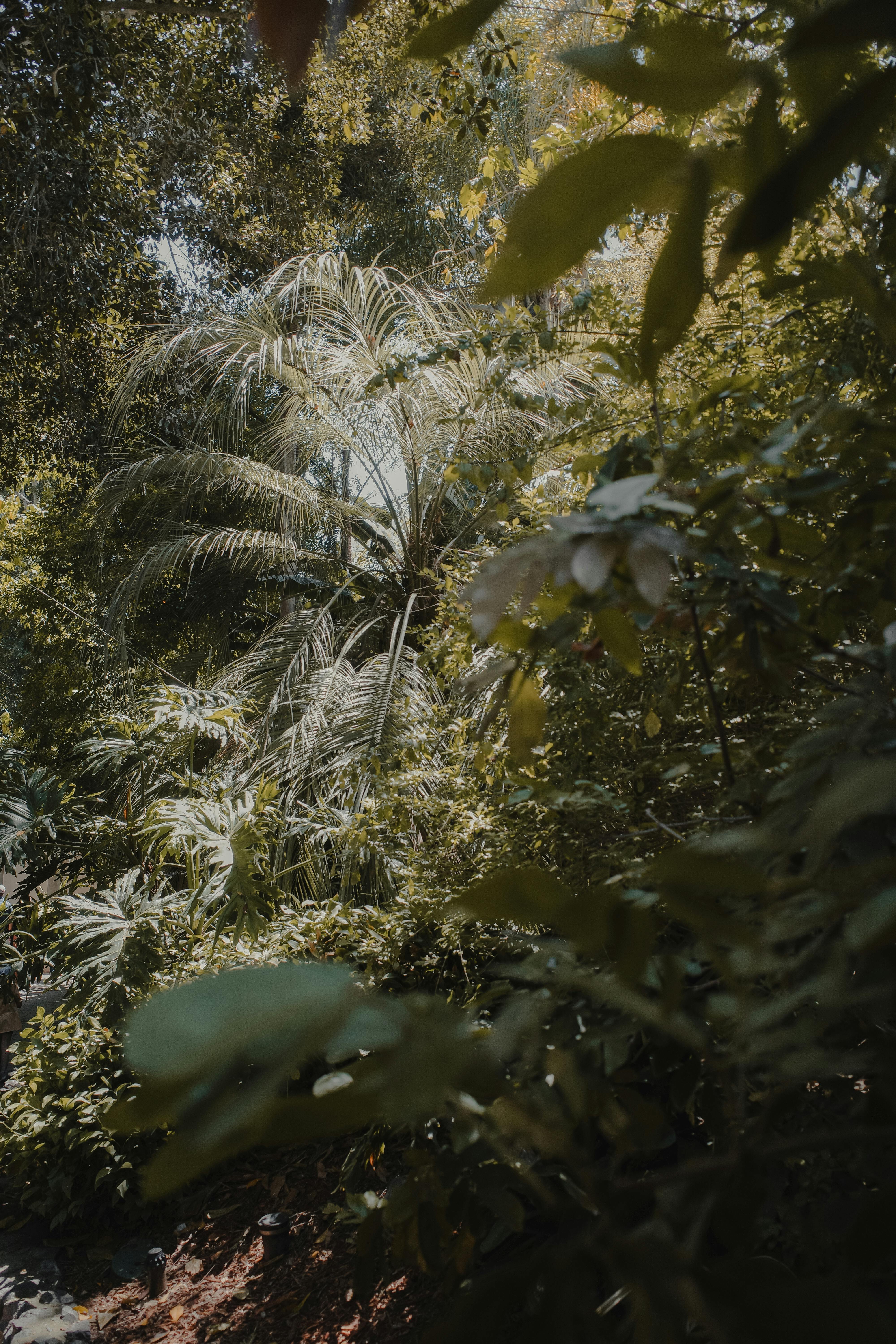 Deep, Green Jungle · Free Stock Photo