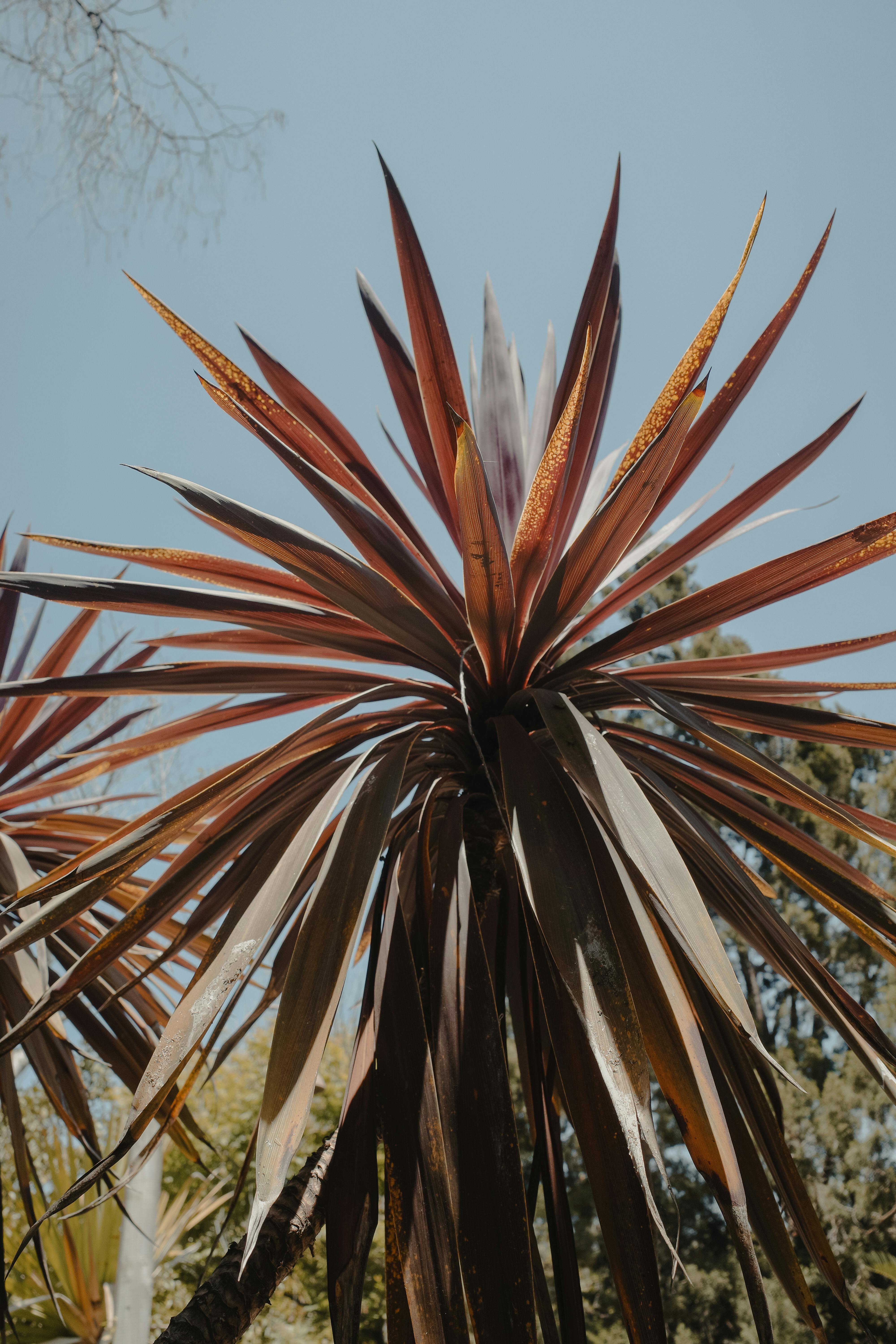Sunlit Tree with Long Leaves · Free Stock Photo