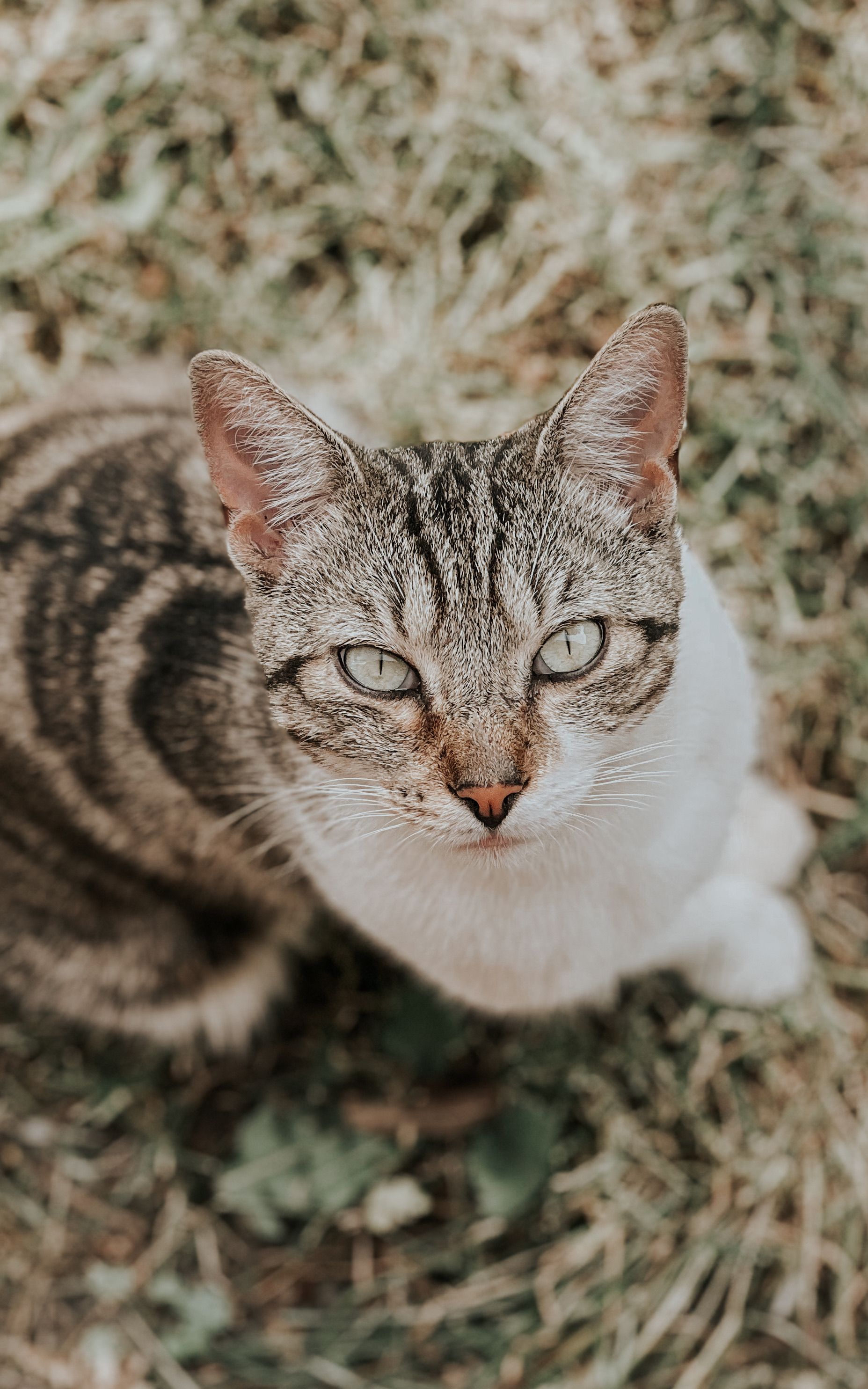 Close up of Cat · Free Stock Photo