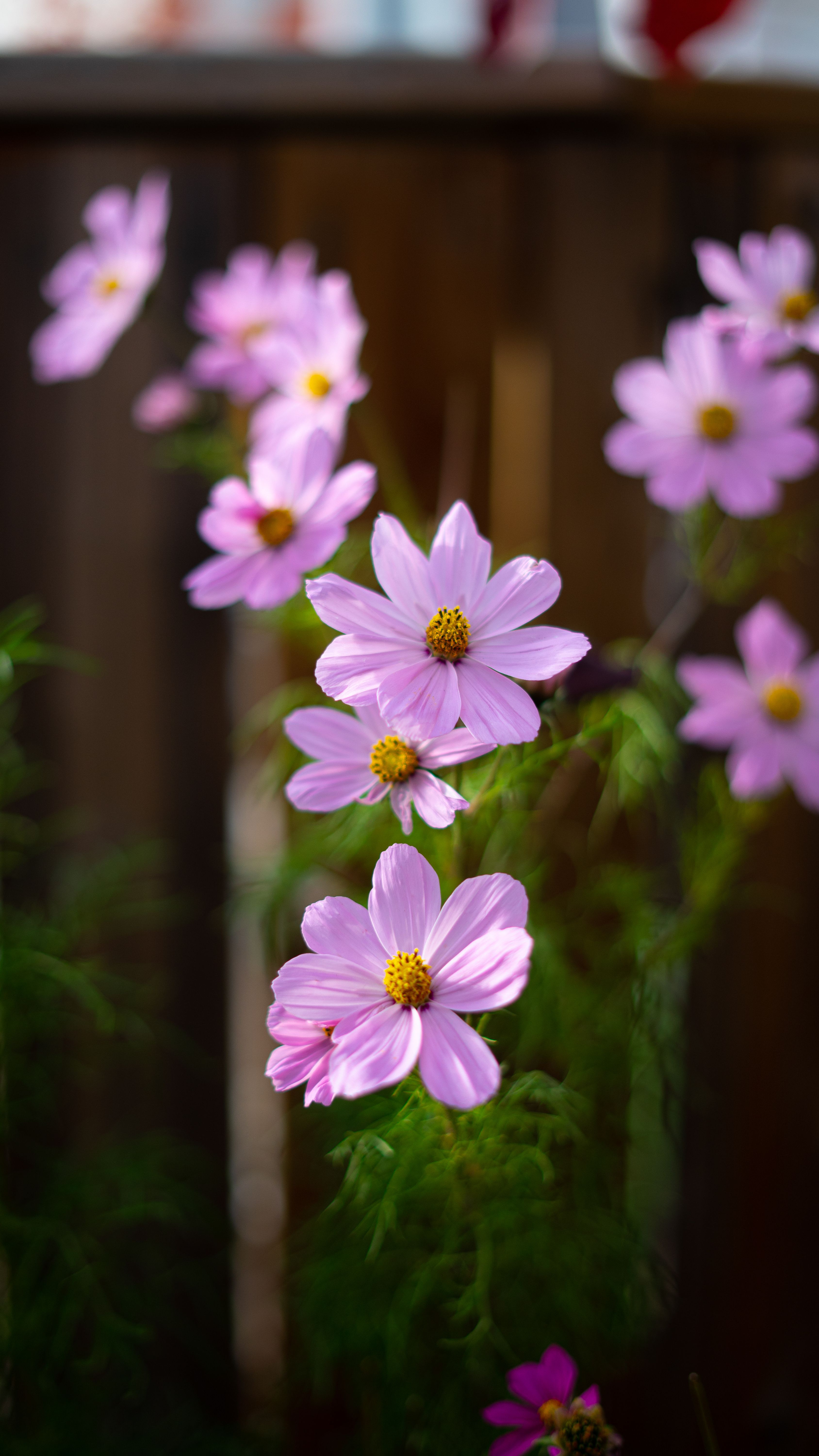 Purple Flowers Petals · Free Stock Photo