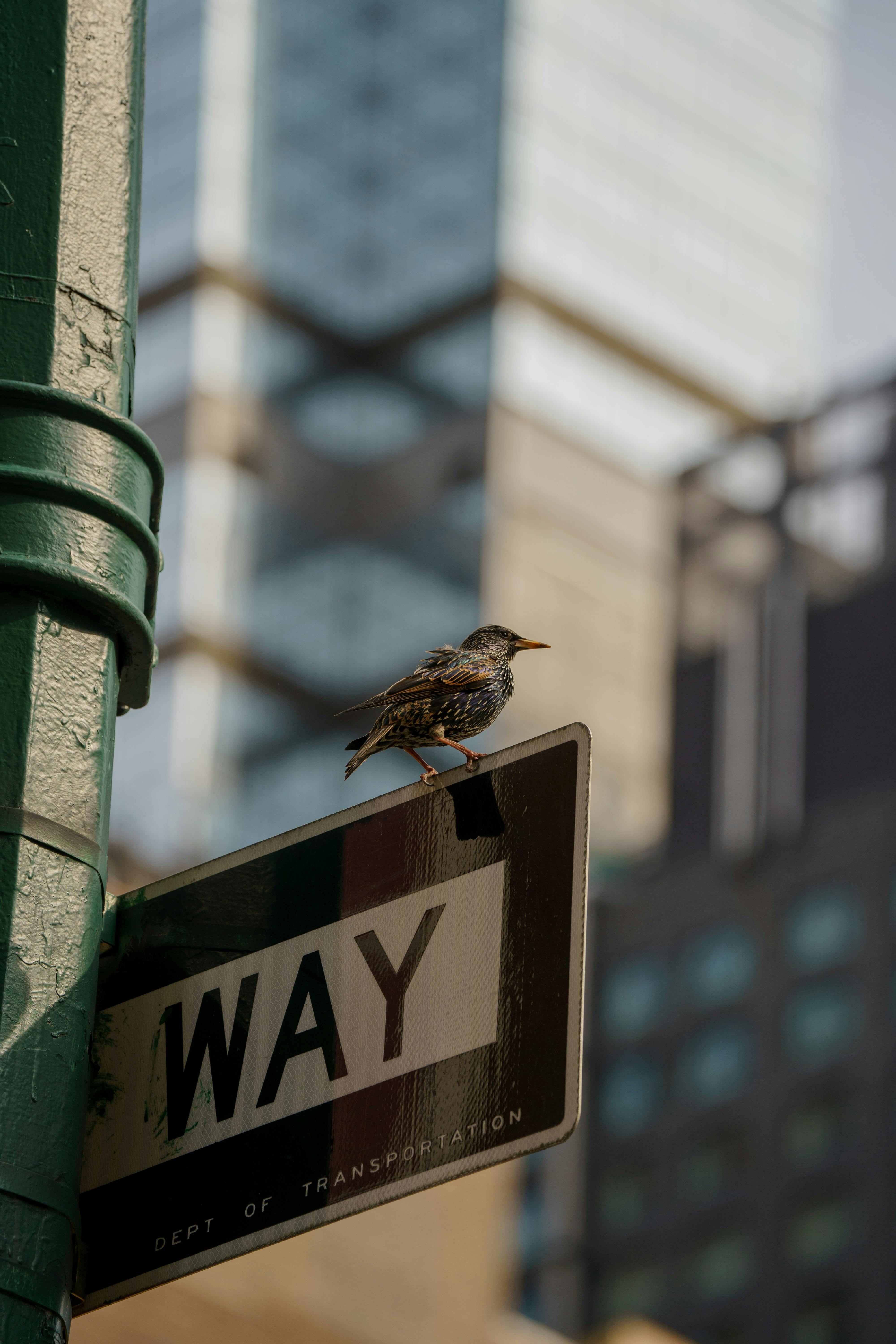 Bird Perching on Road Sign · Free Stock Photo