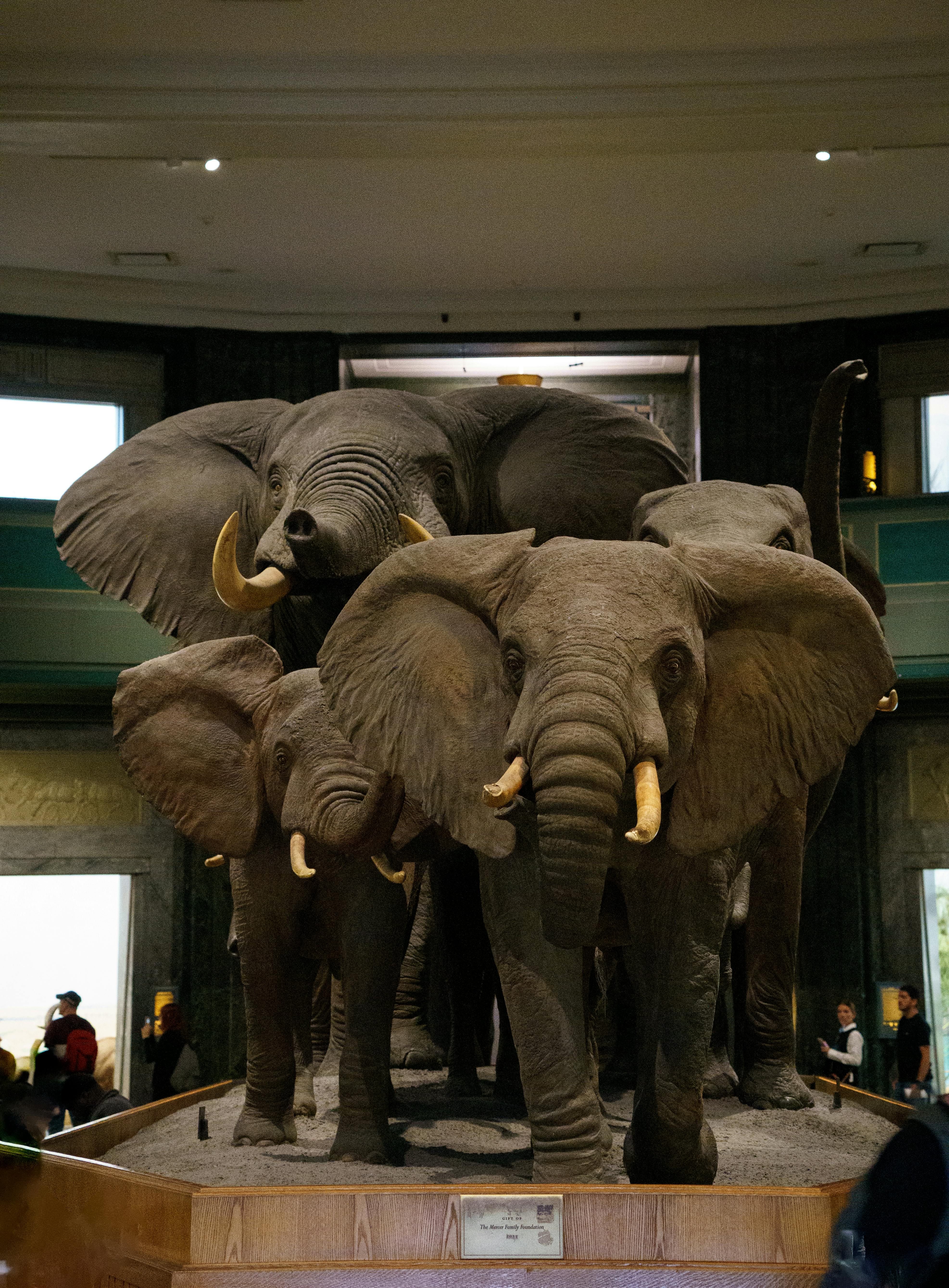 Elephants on Exhibition in Museum · Free Stock Photo