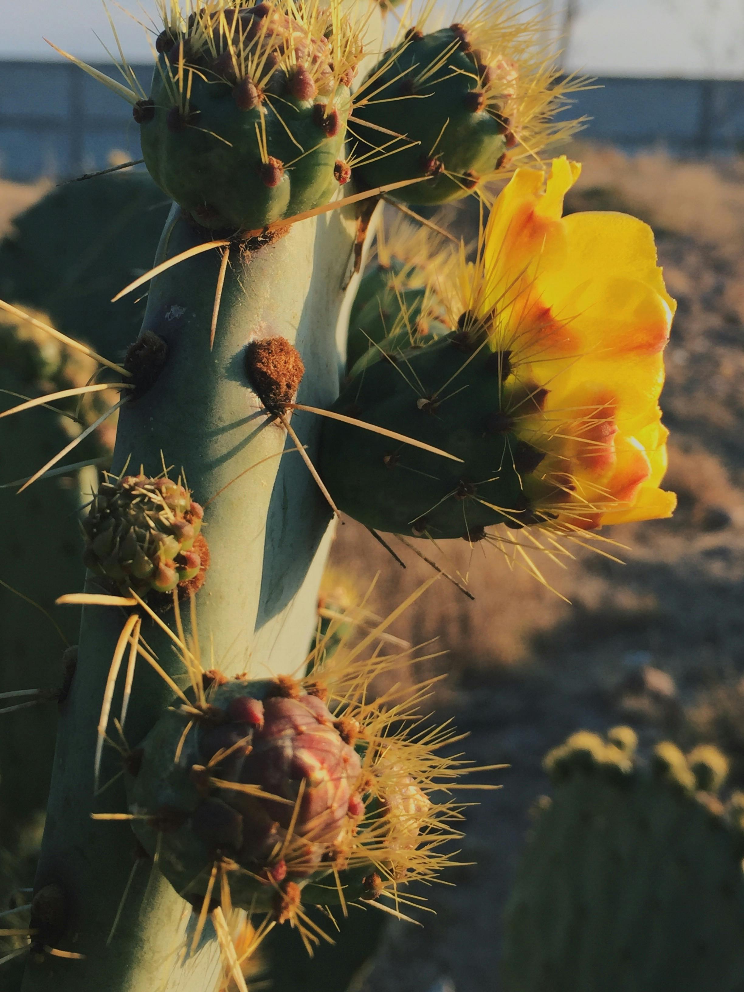 Cactus Plan Photos, Download The BEST Free Cactus Plan Stock Photos ...