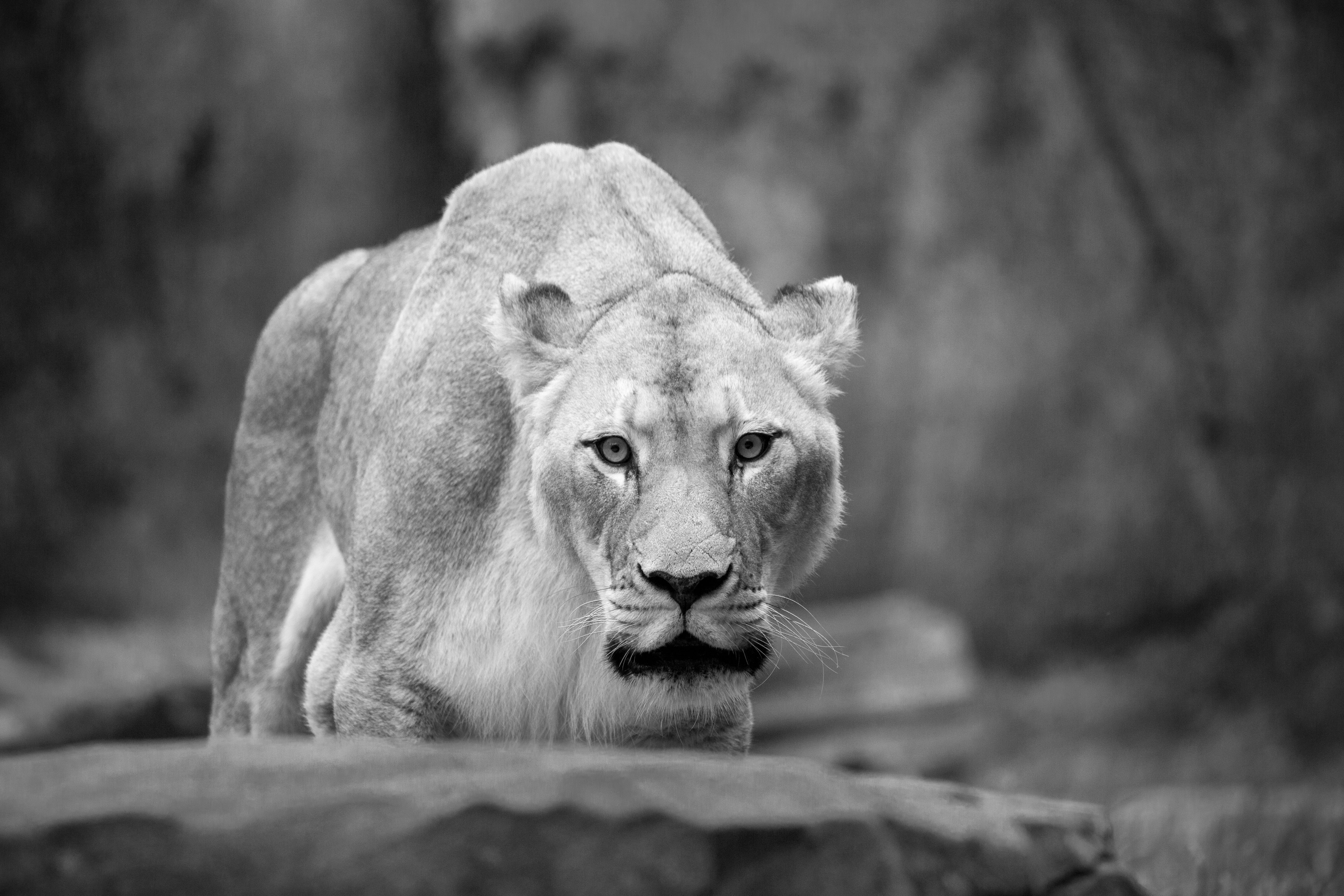 Lioness Wallpaper Photos, Download The BEST Free Lioness Wallpaper ...