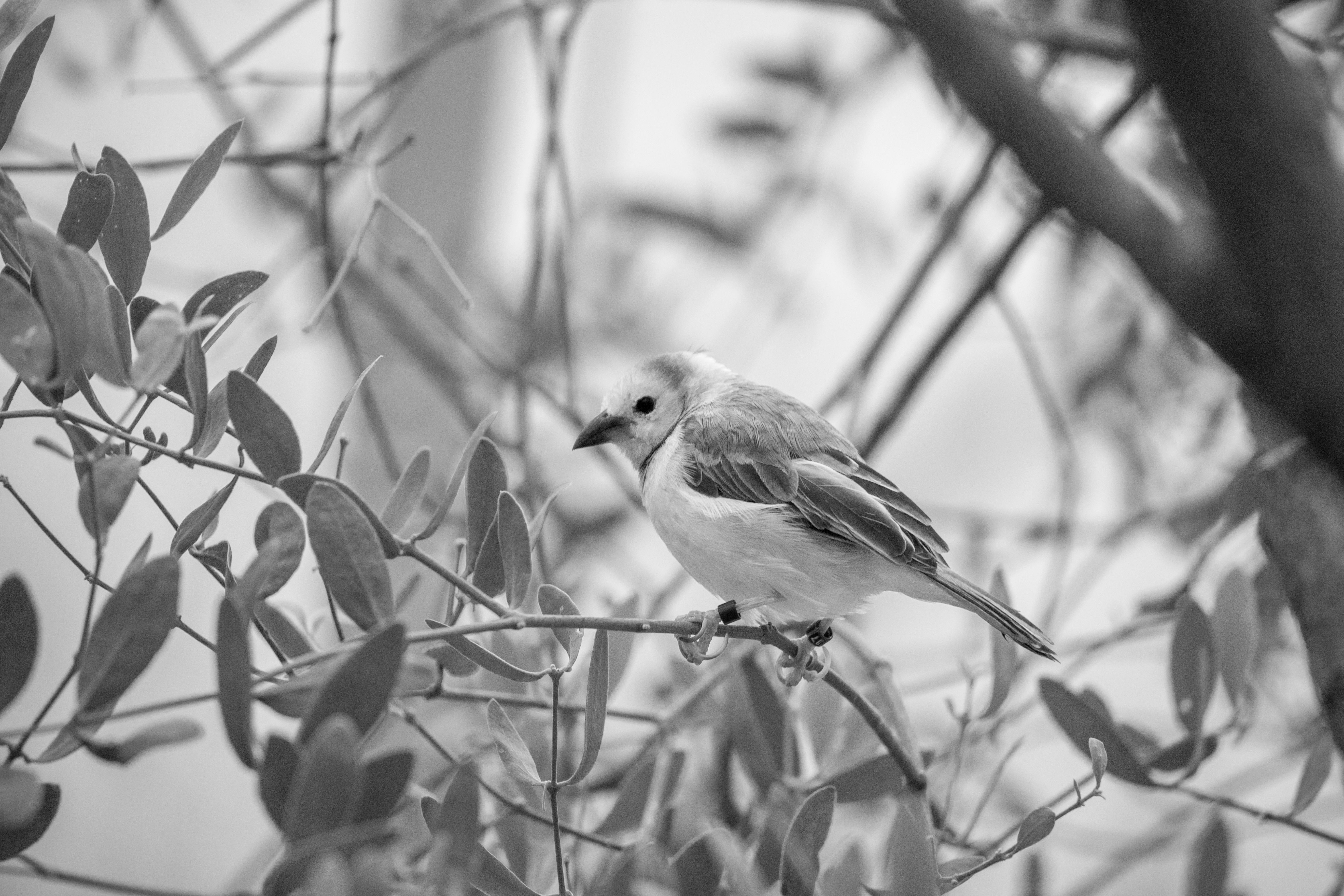 Bird on Branches in Black and White · Free Stock Photo
