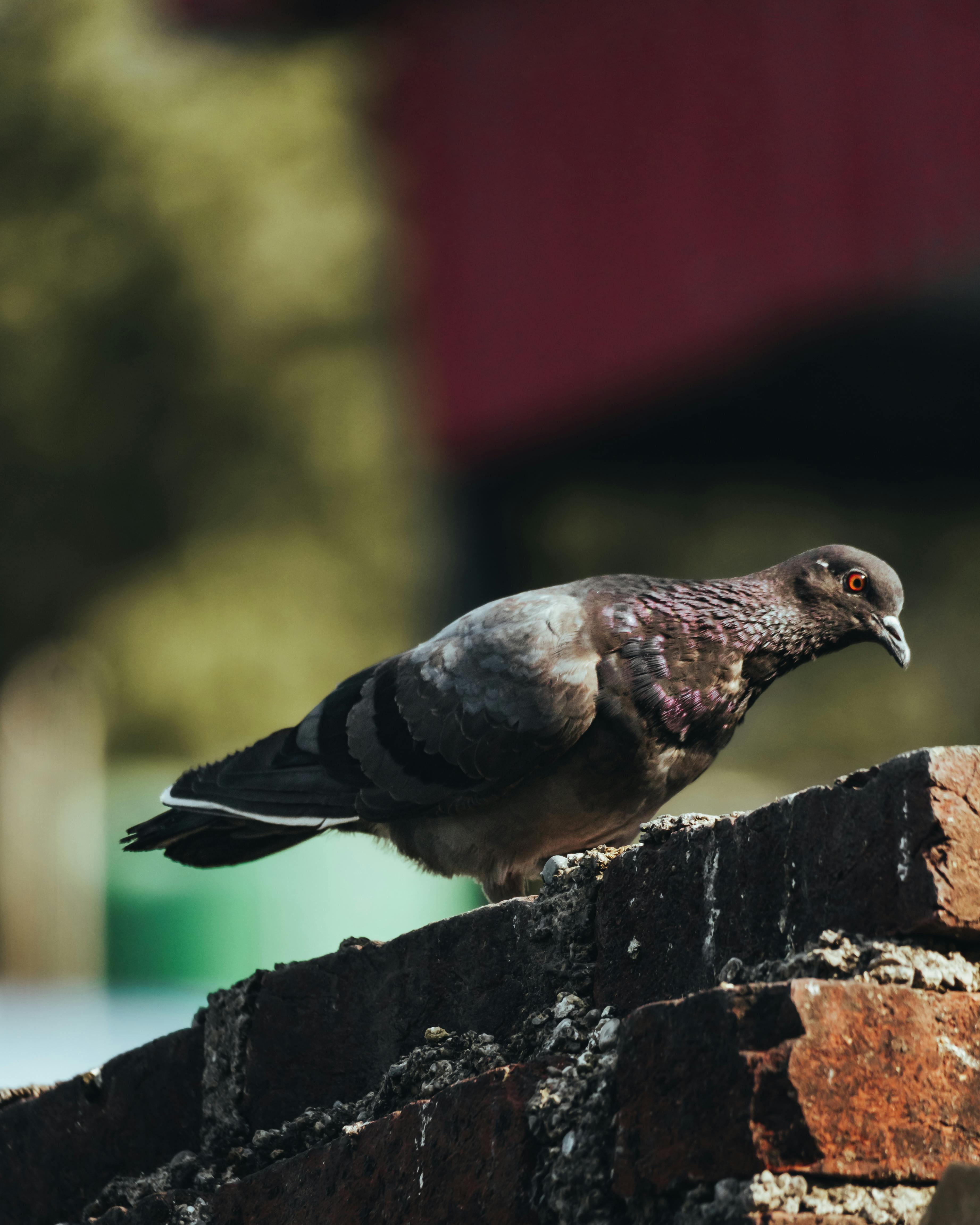 Red Brick Wall · Free Stock Photo