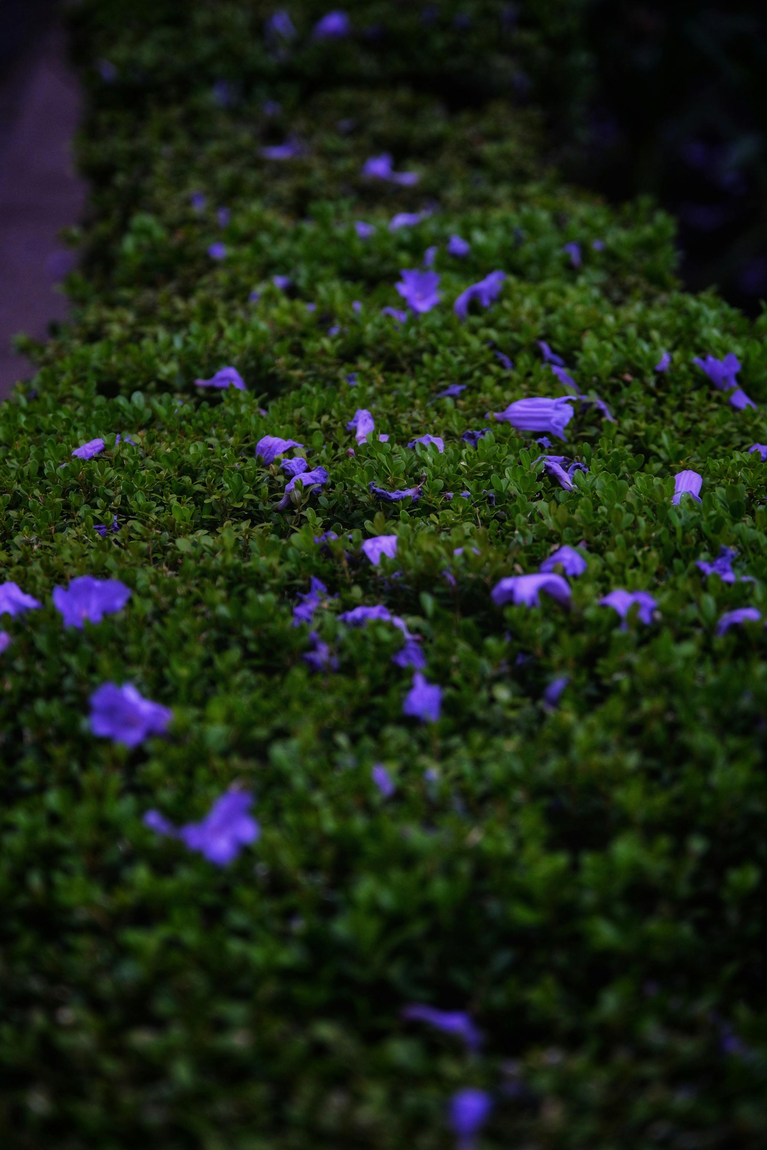 A purple flower is growing on a hedge · Free Stock Photo