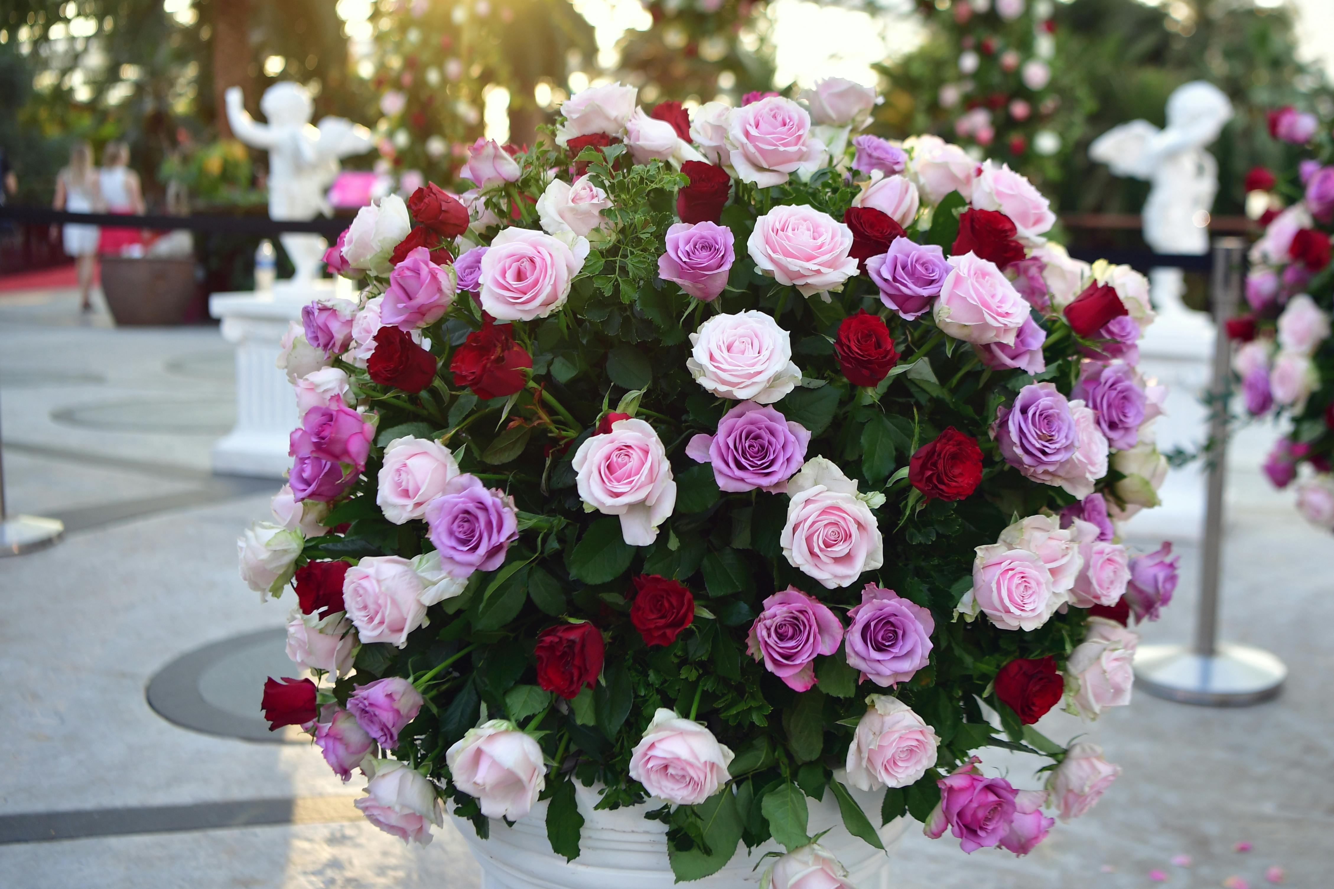 Arrangement of Pink Roses · Free Stock Photo