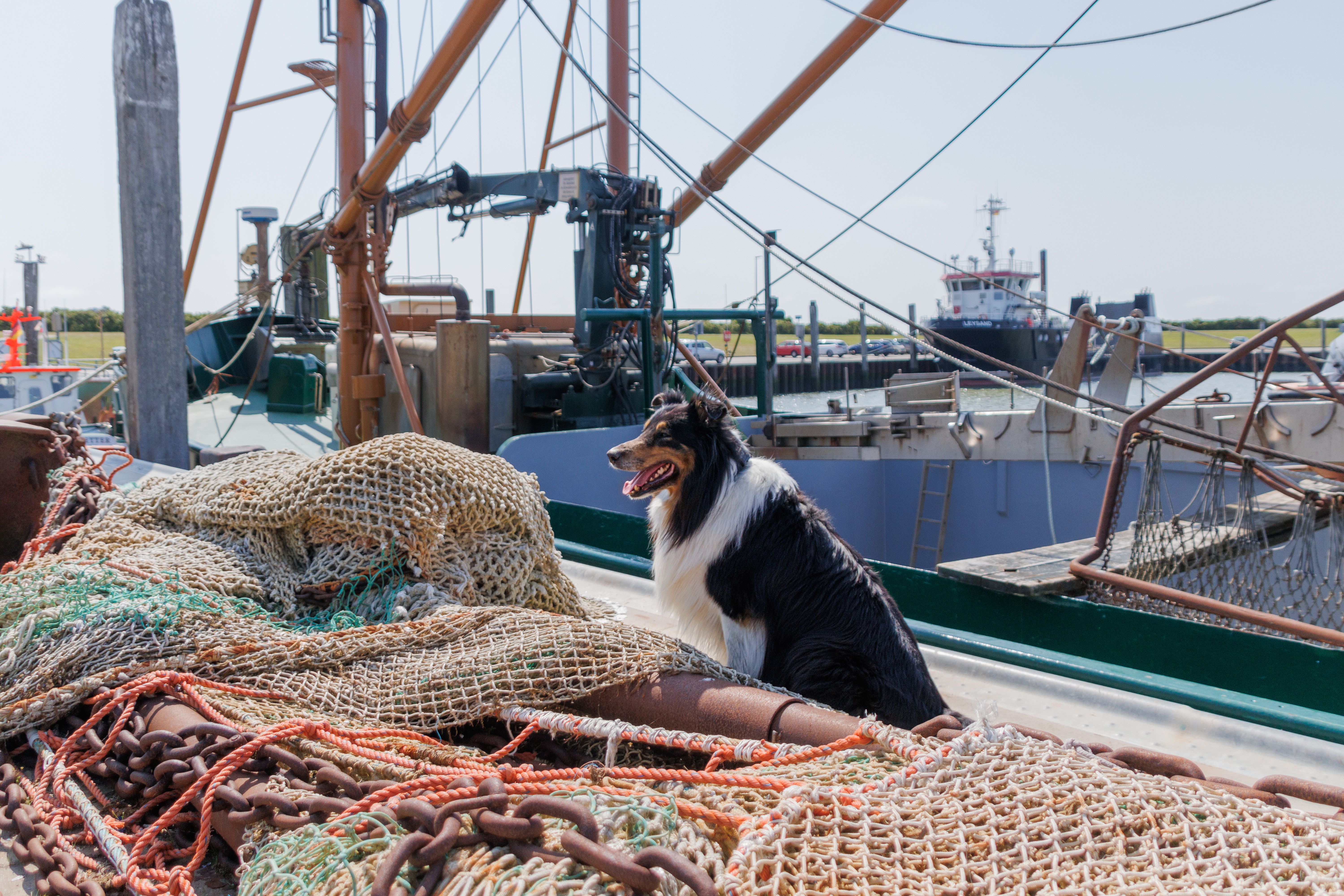 Shetland Sheepdog in Port · Free Stock Photo