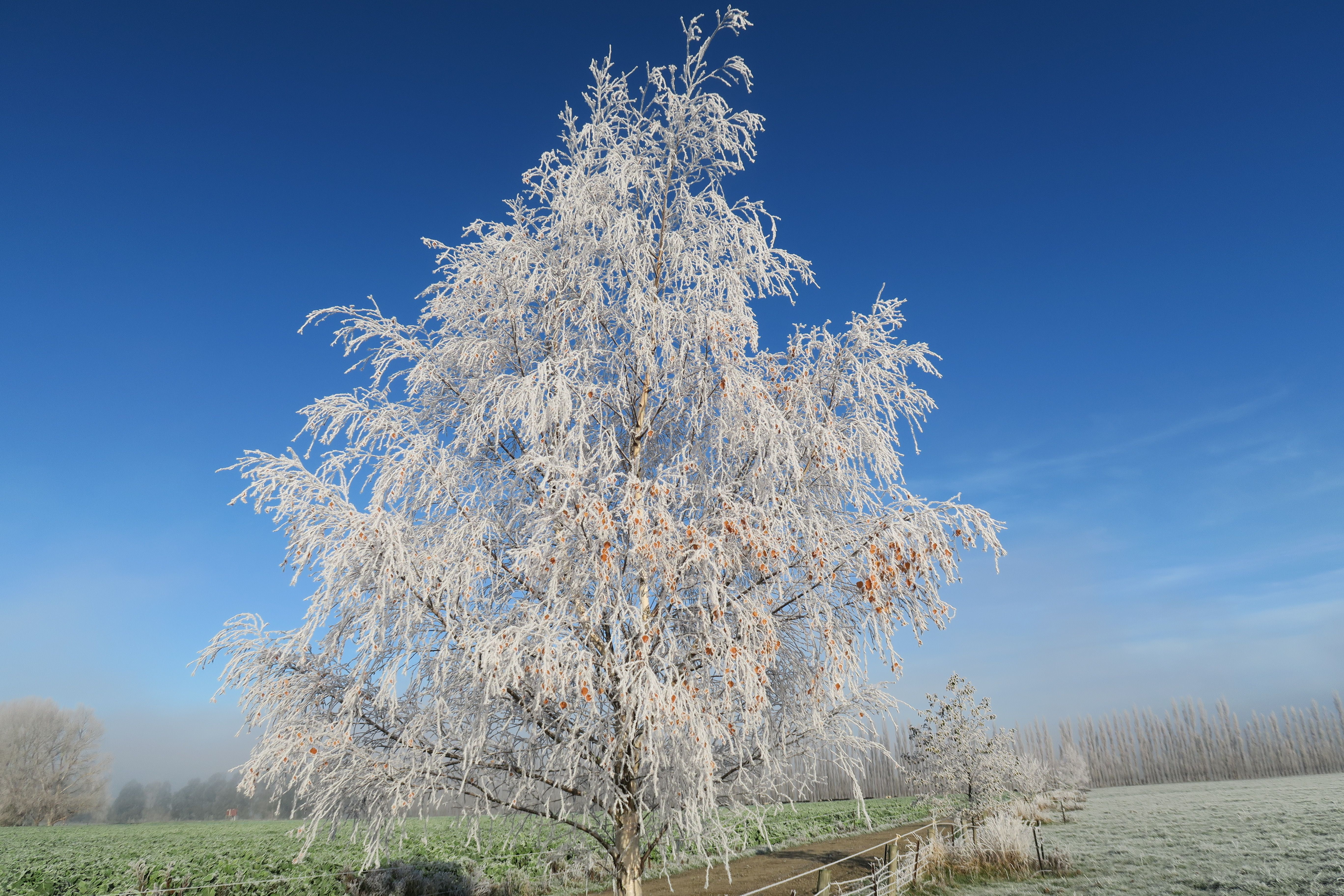 Hoarfrost on Tree in Winter · Free Stock Photo