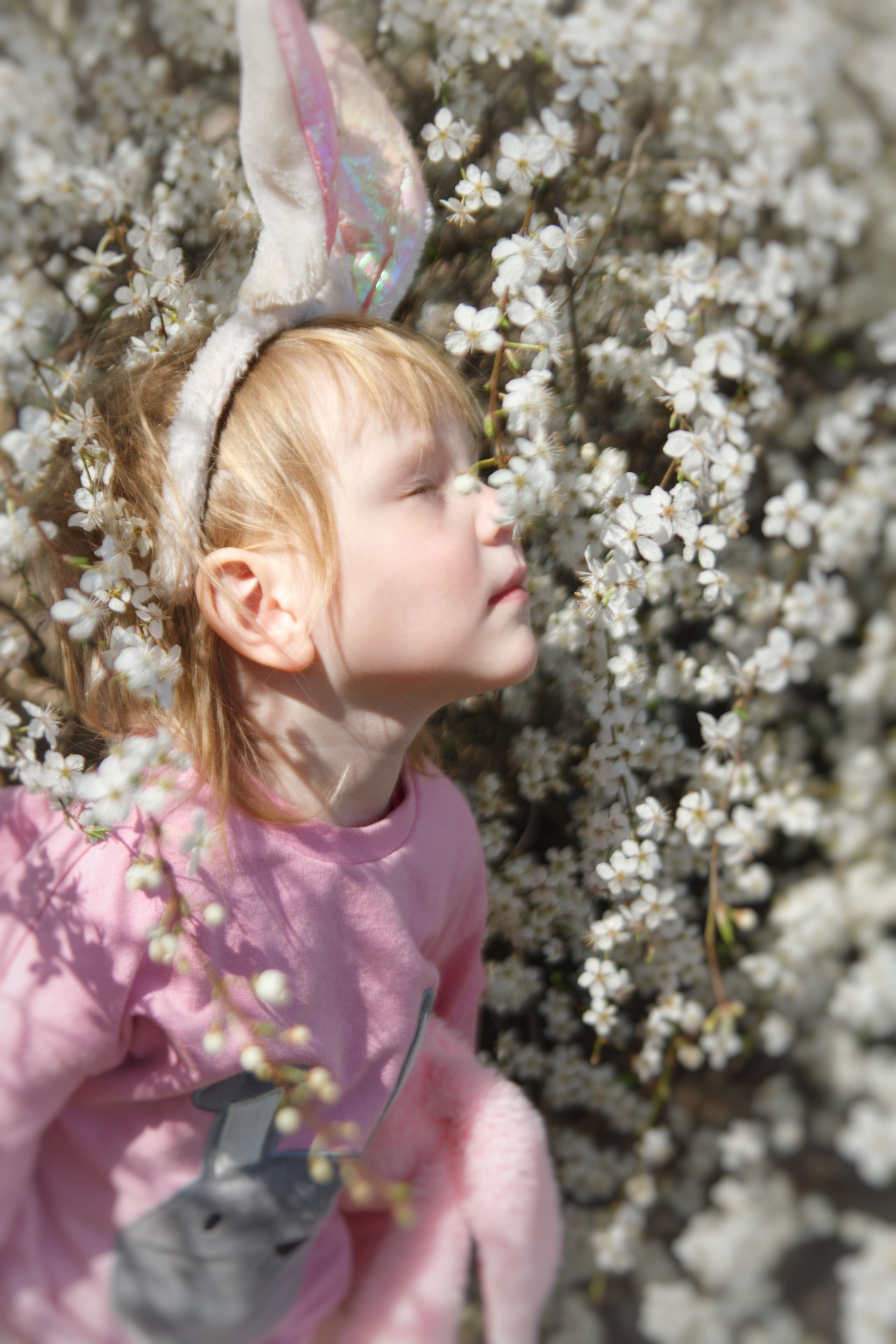 Fiower Photos, Download The BEST Free Fiower Stock Photos & HD Images