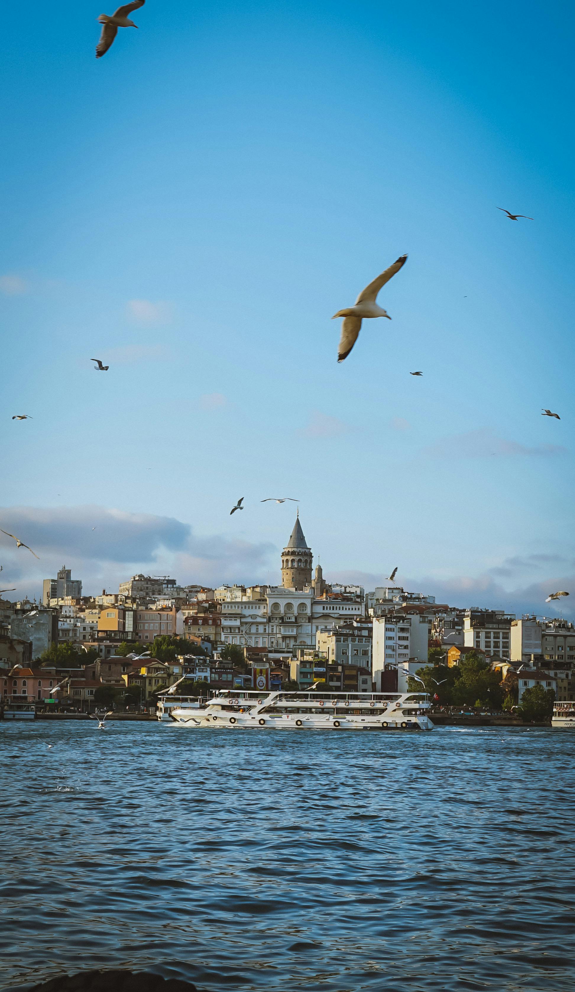 Birds Flying over Istanbul Coast · Free Stock Photo