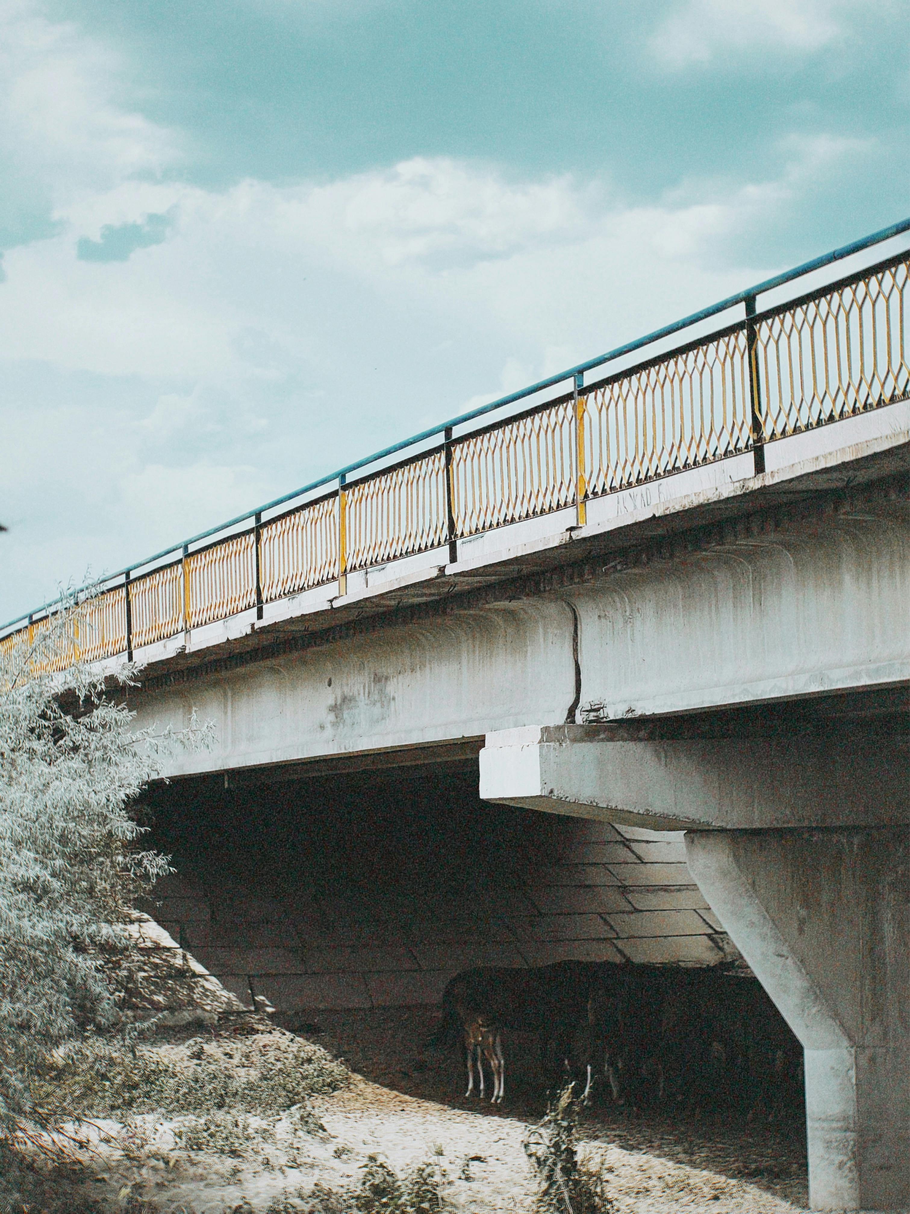 Animals Satisfying Images Photos, Download The BEST Free Animals ...