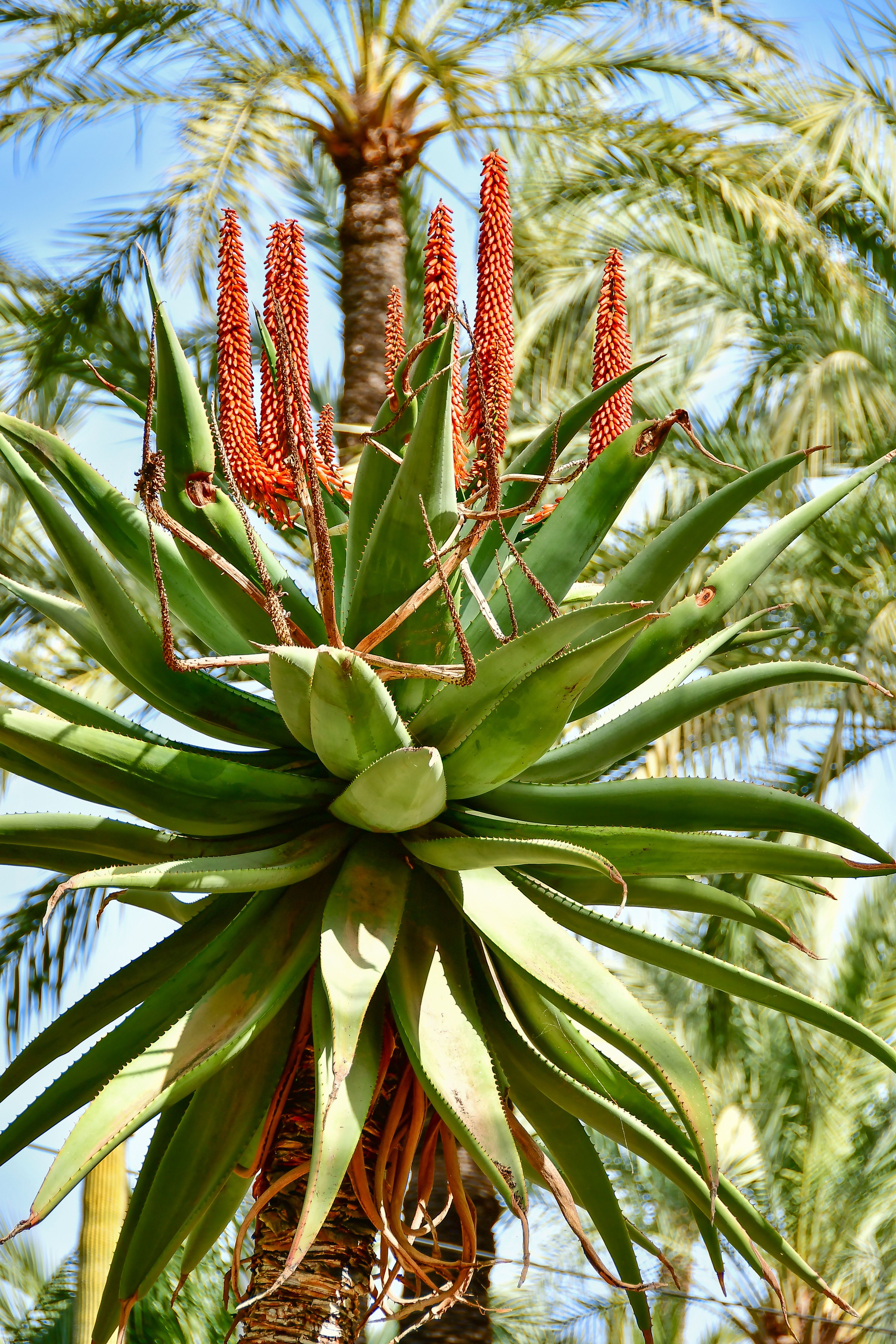 Growing Exotic Plants · Free Stock Photo