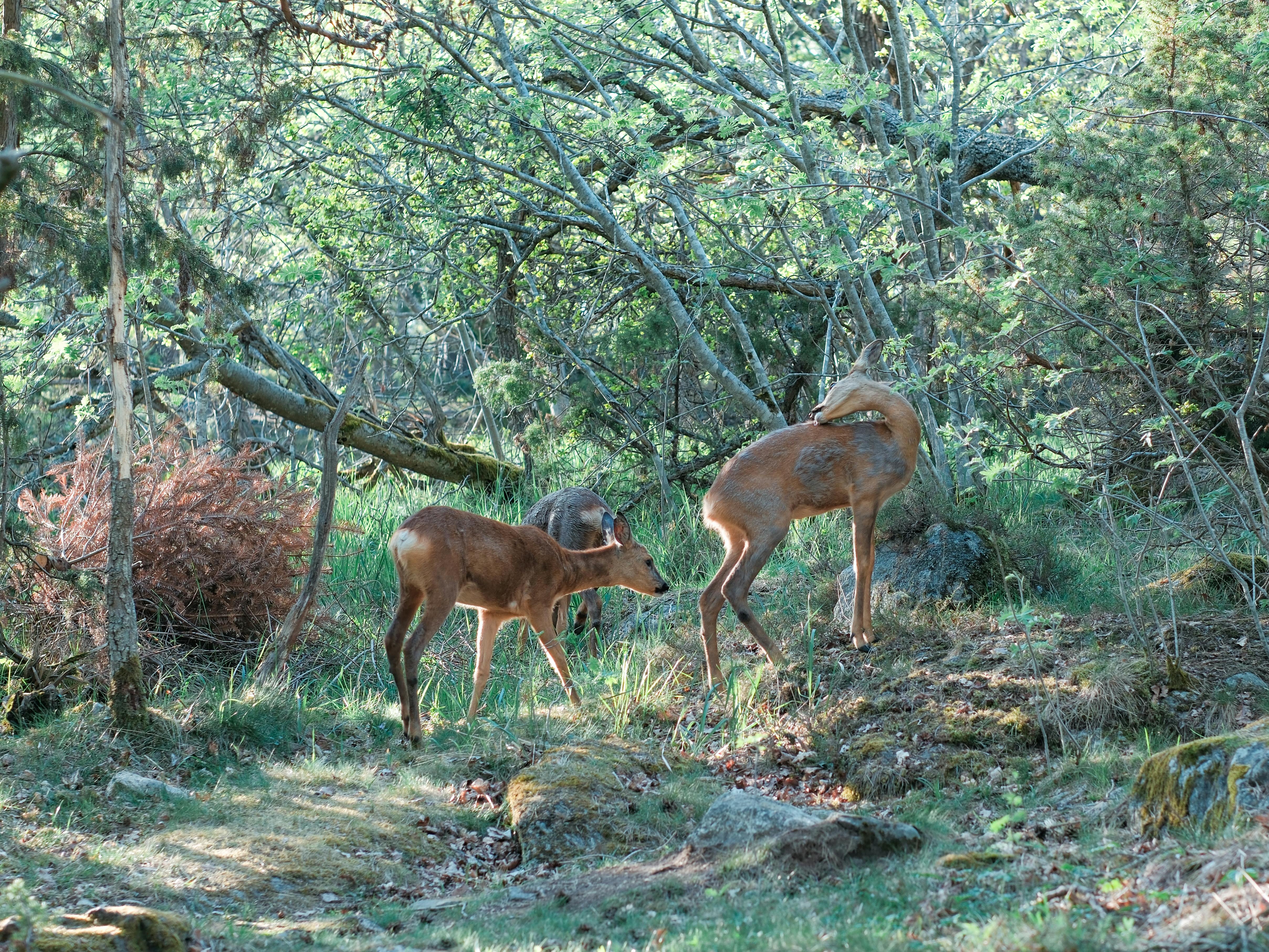 有关deer, environment, nature, zoo, 動物攝影, 天性, 森林, 樹木, 鄉村, 野生動物攝影, 鹿的免费素材图片