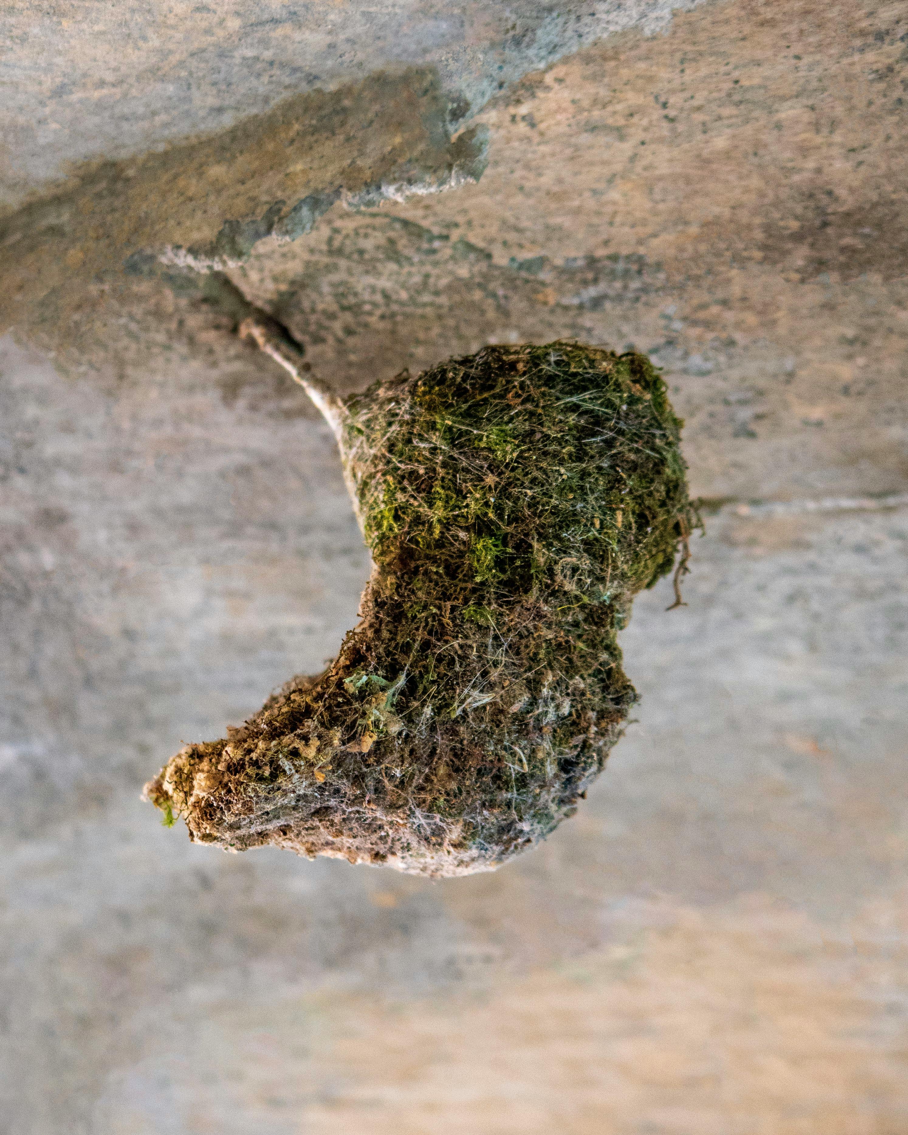 Grass Ceiling Photos, Download The BEST Free Grass Ceiling Stock Photos ...