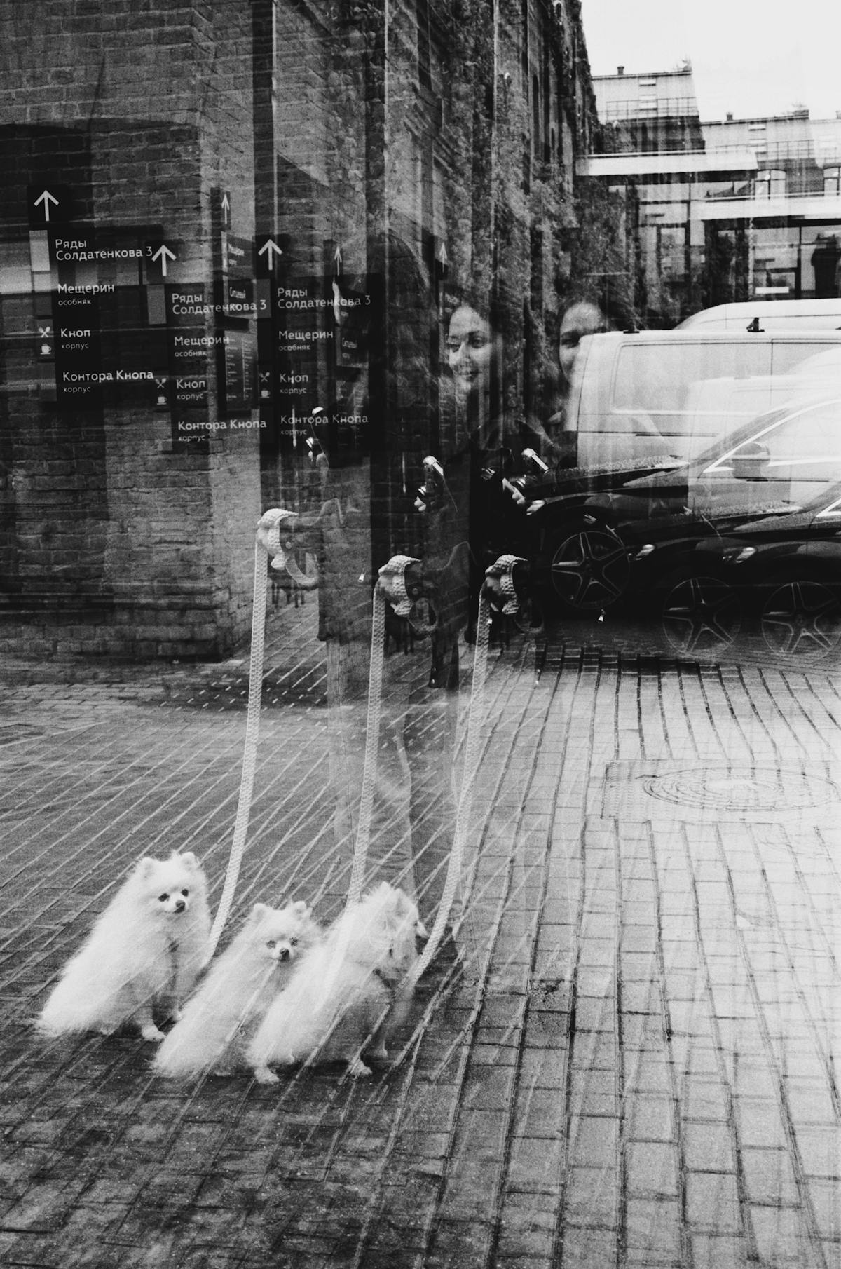 Dogs Without Background Photos, Download The BEST Free Dogs Without ...