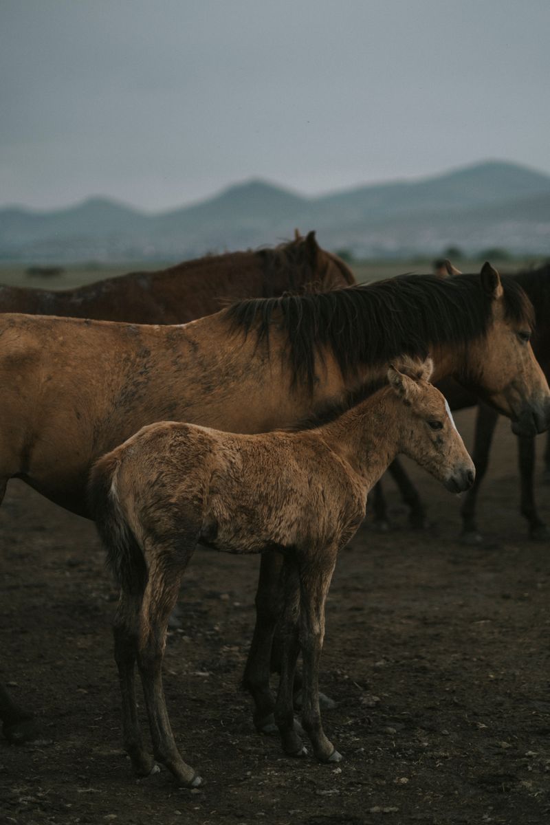 Foal Photos, Download The BEST Free Foal Stock Photos & HD Images