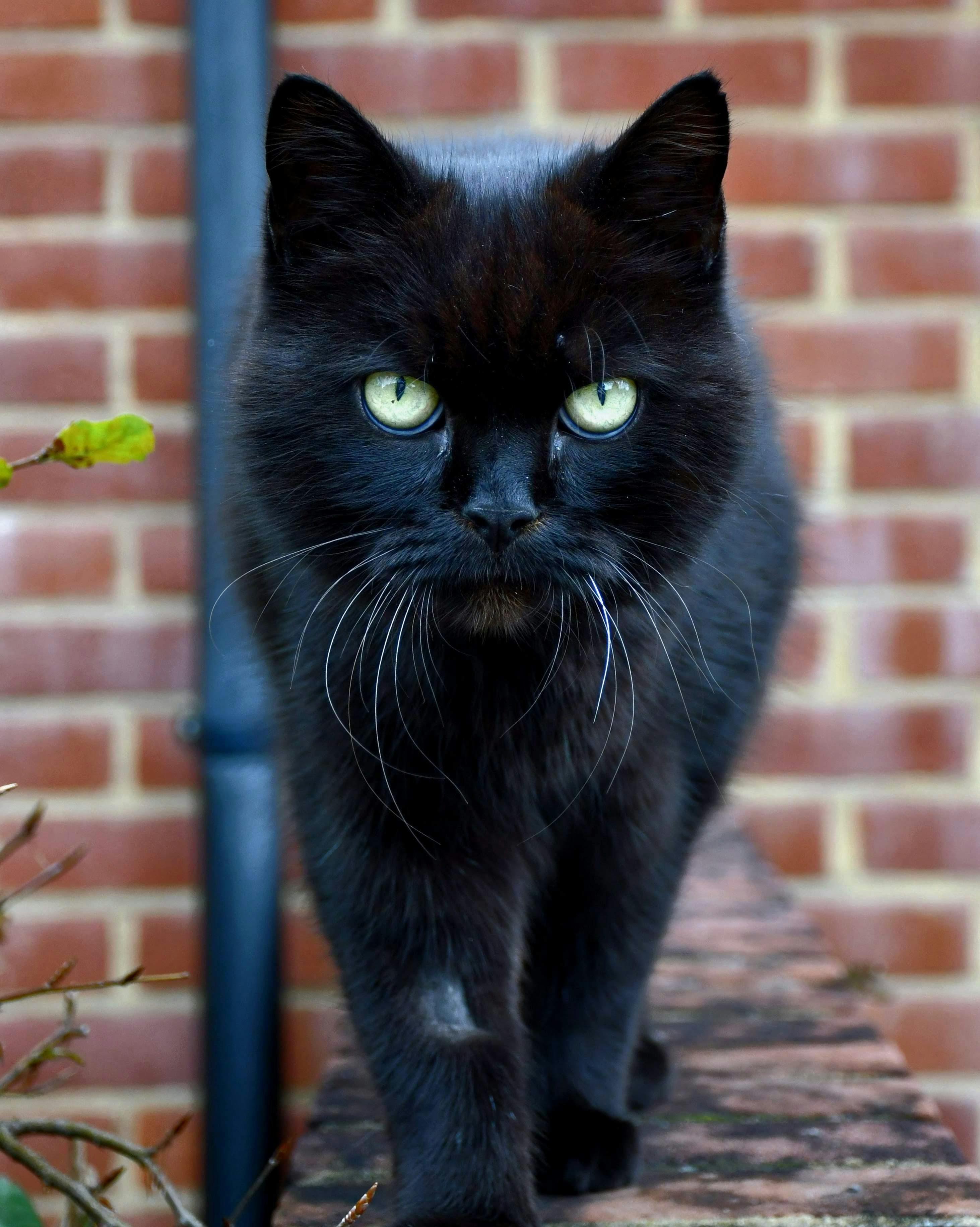 Adam Whitney - 摄影