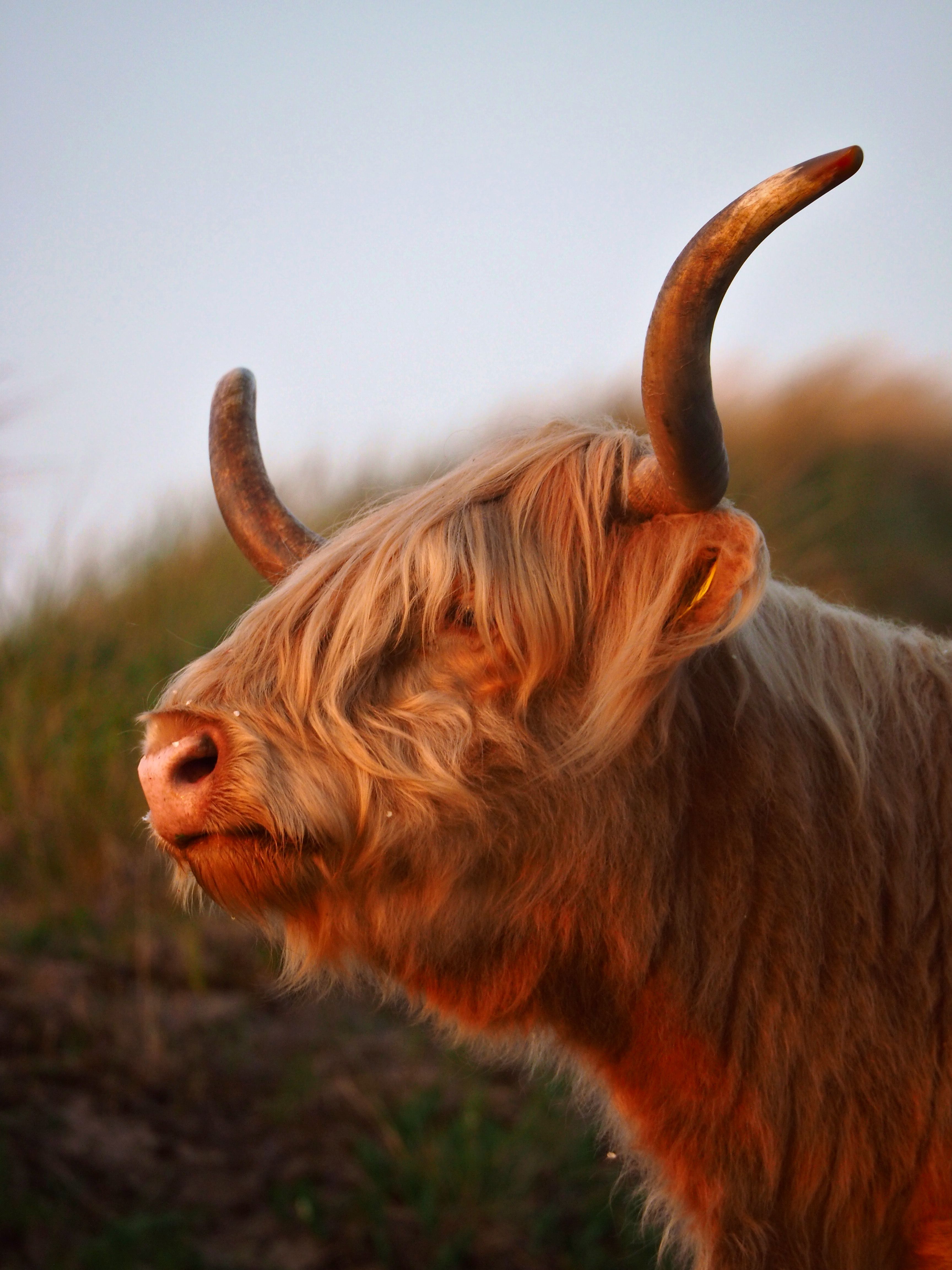 Scottish highlander in the Dutch dunes · Free Stock Photo