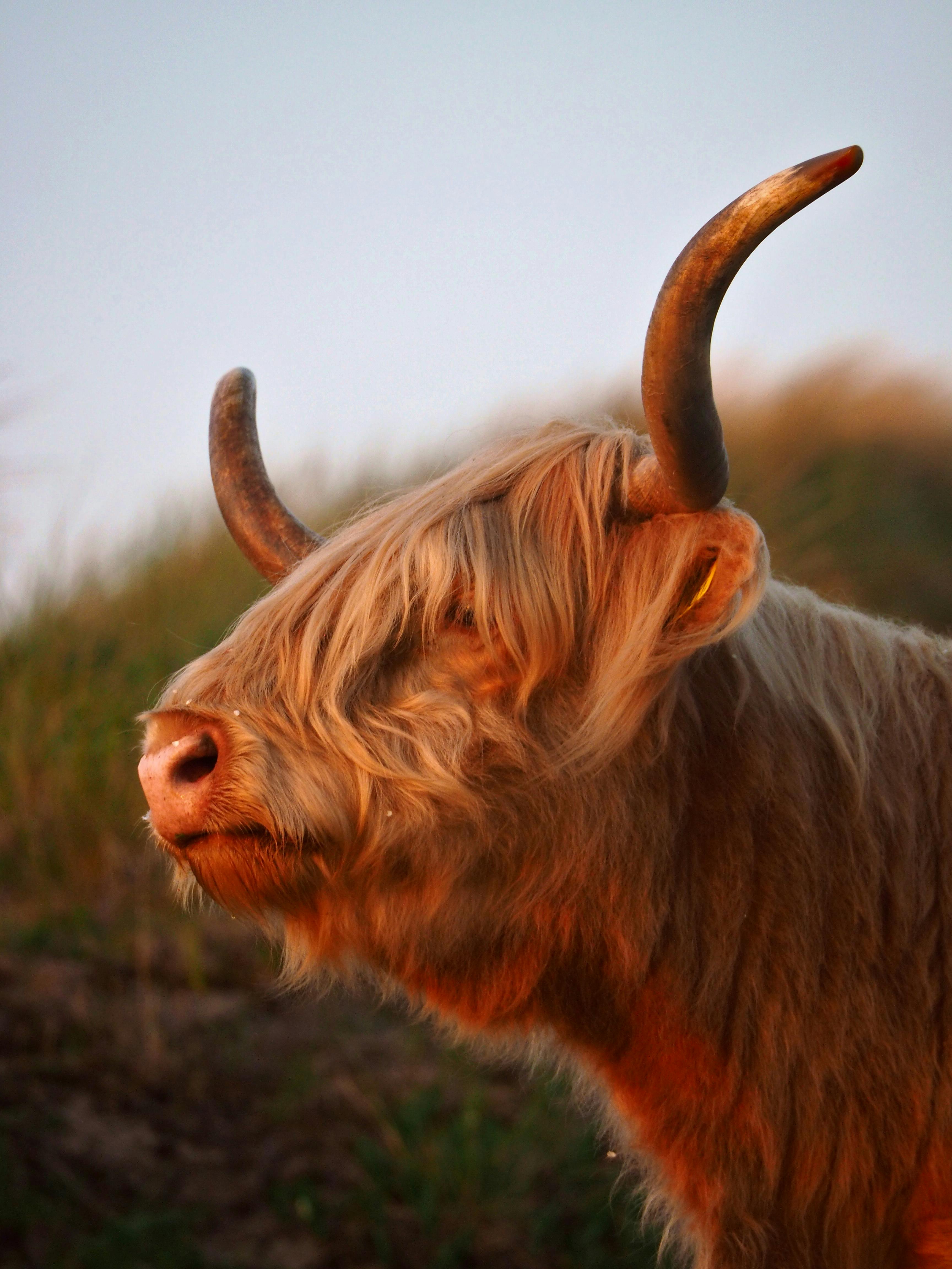 Cute Highland Cow Photos, Download The BEST Free Cute Highland Cow ...