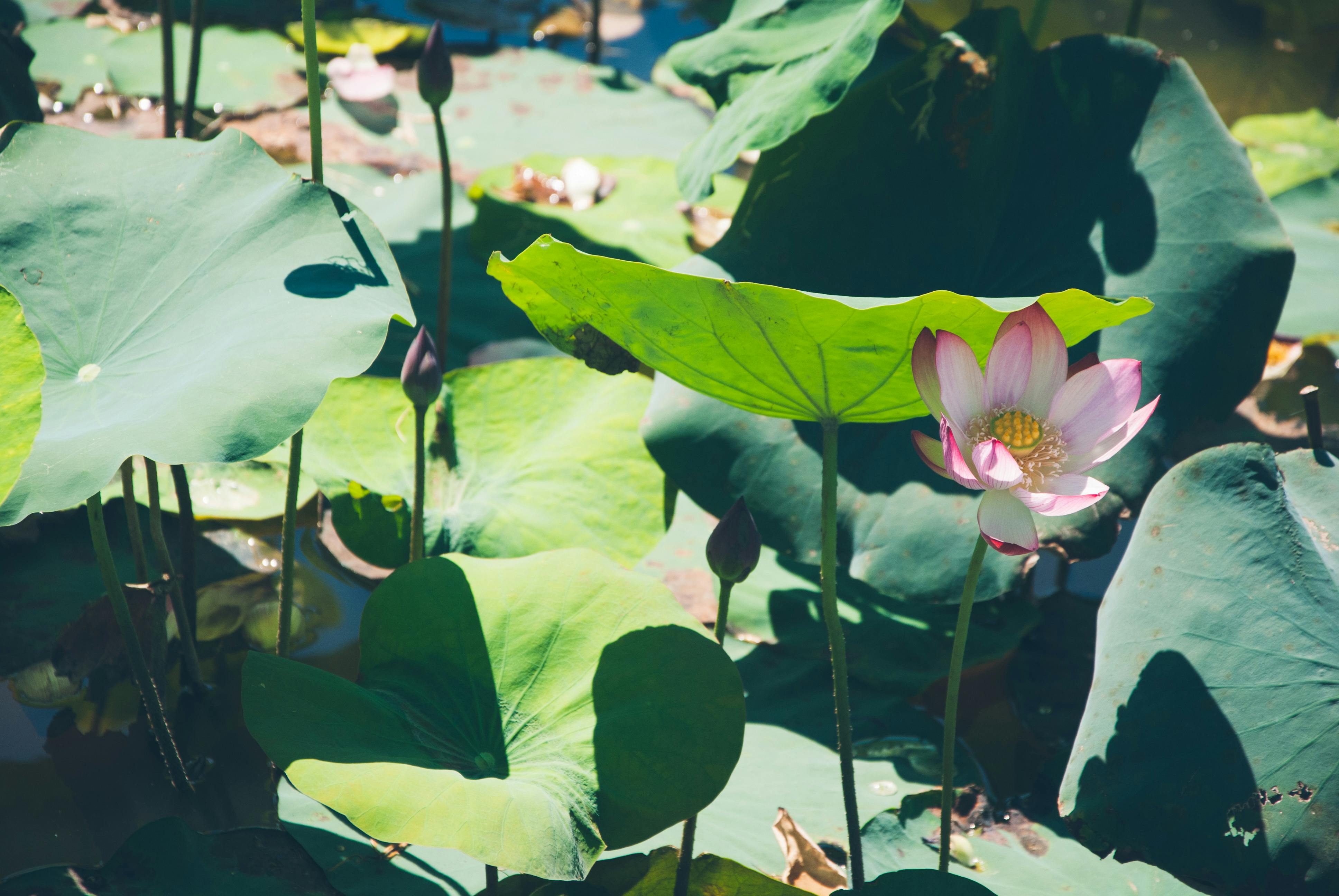 Nguyen Ly Ly - 写真