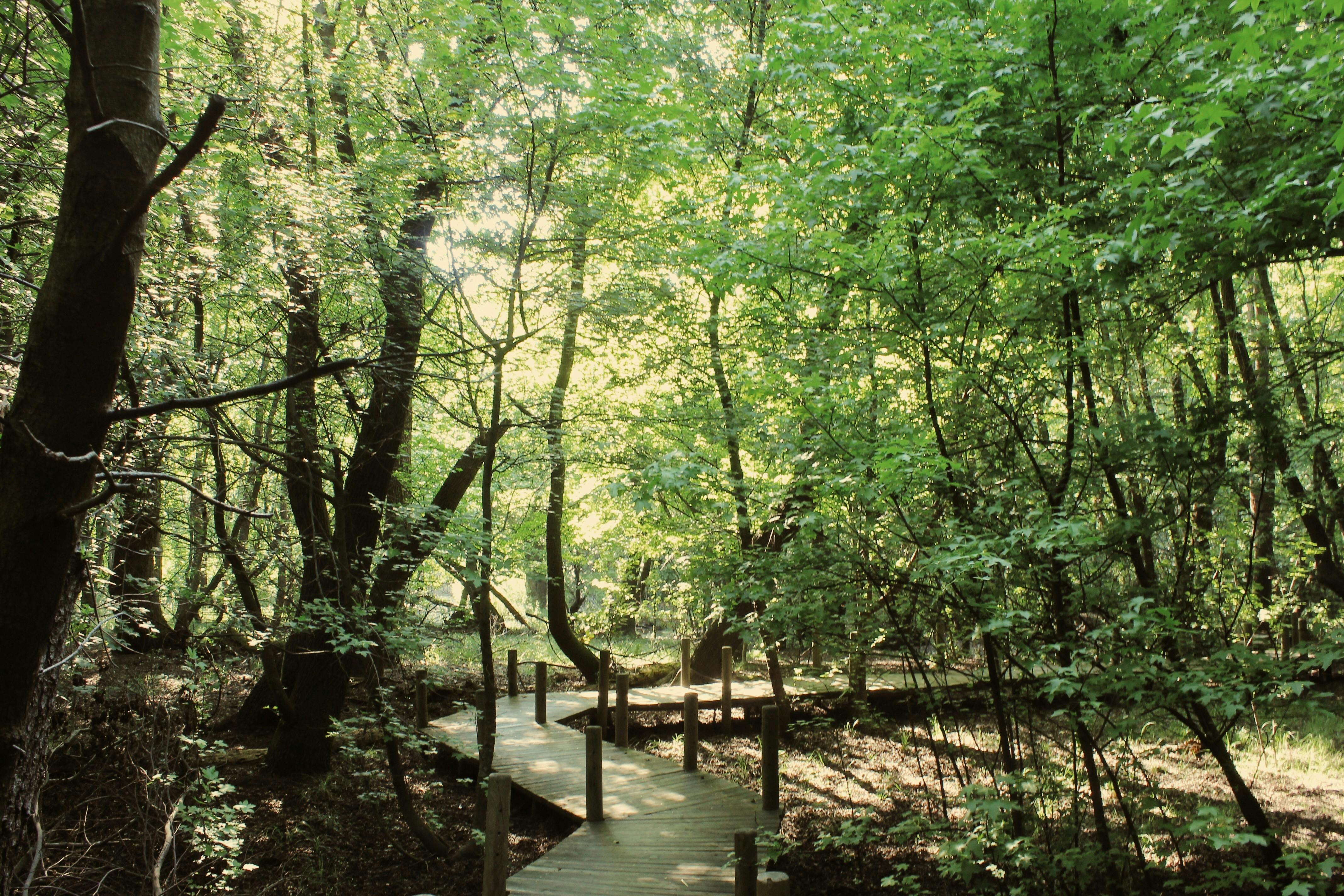 Photo of Pathway Surrounded by Trees · Free Stock Photo
