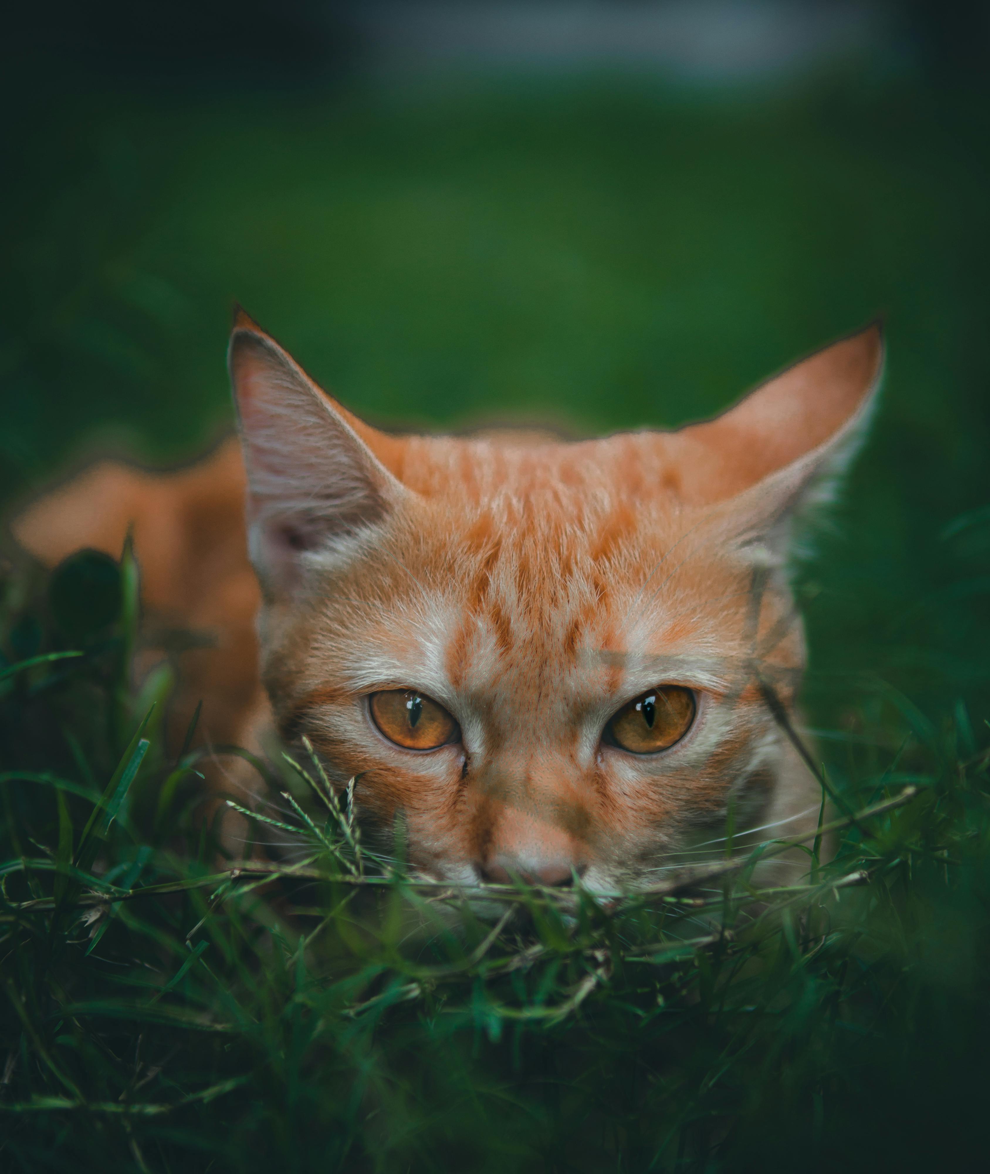 Cute Cat Hiding Behind Door of Shed · Free Stock Photo