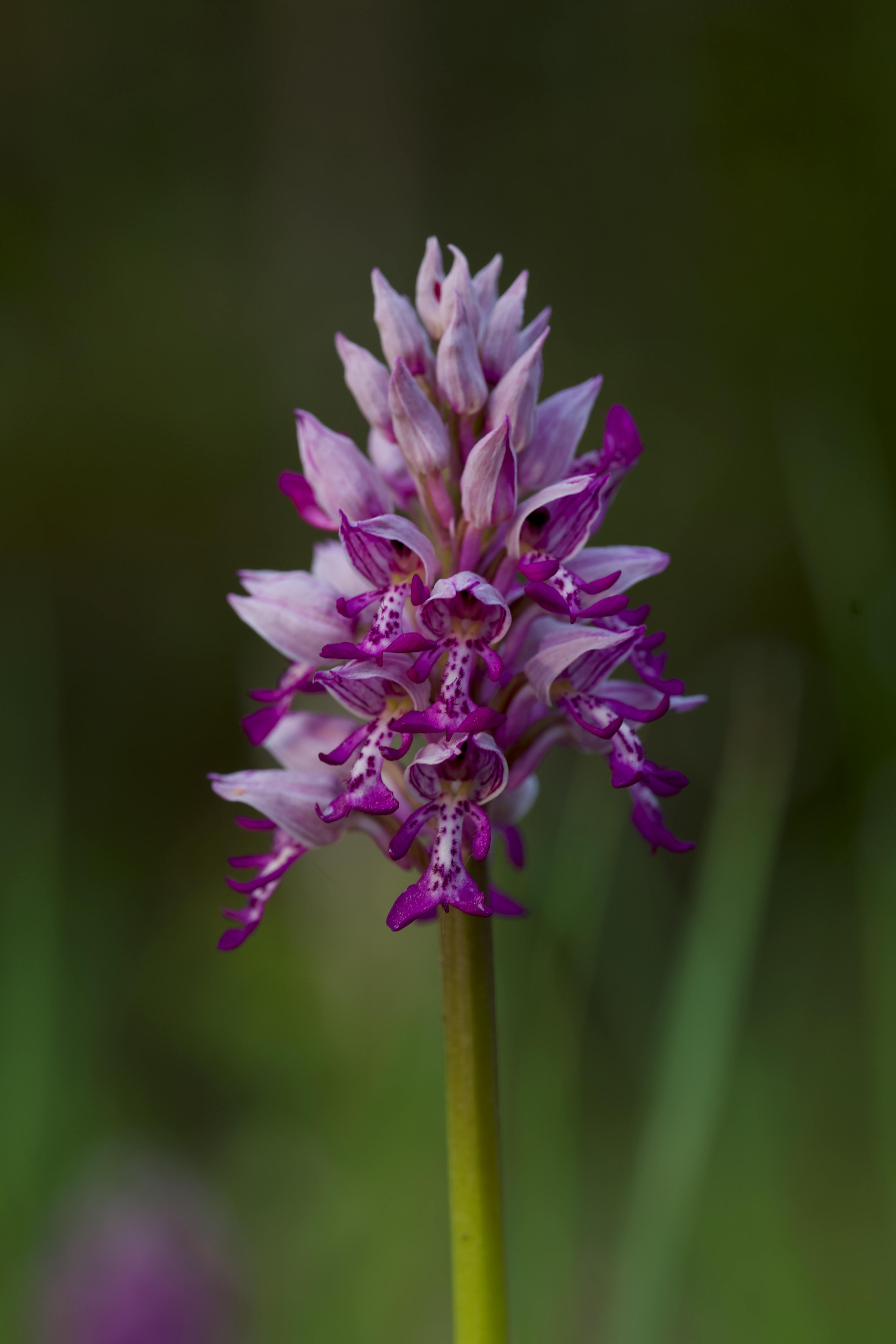 Purple Orchid Wallpaper Photos, Download The BEST Free Purple Orchid ...