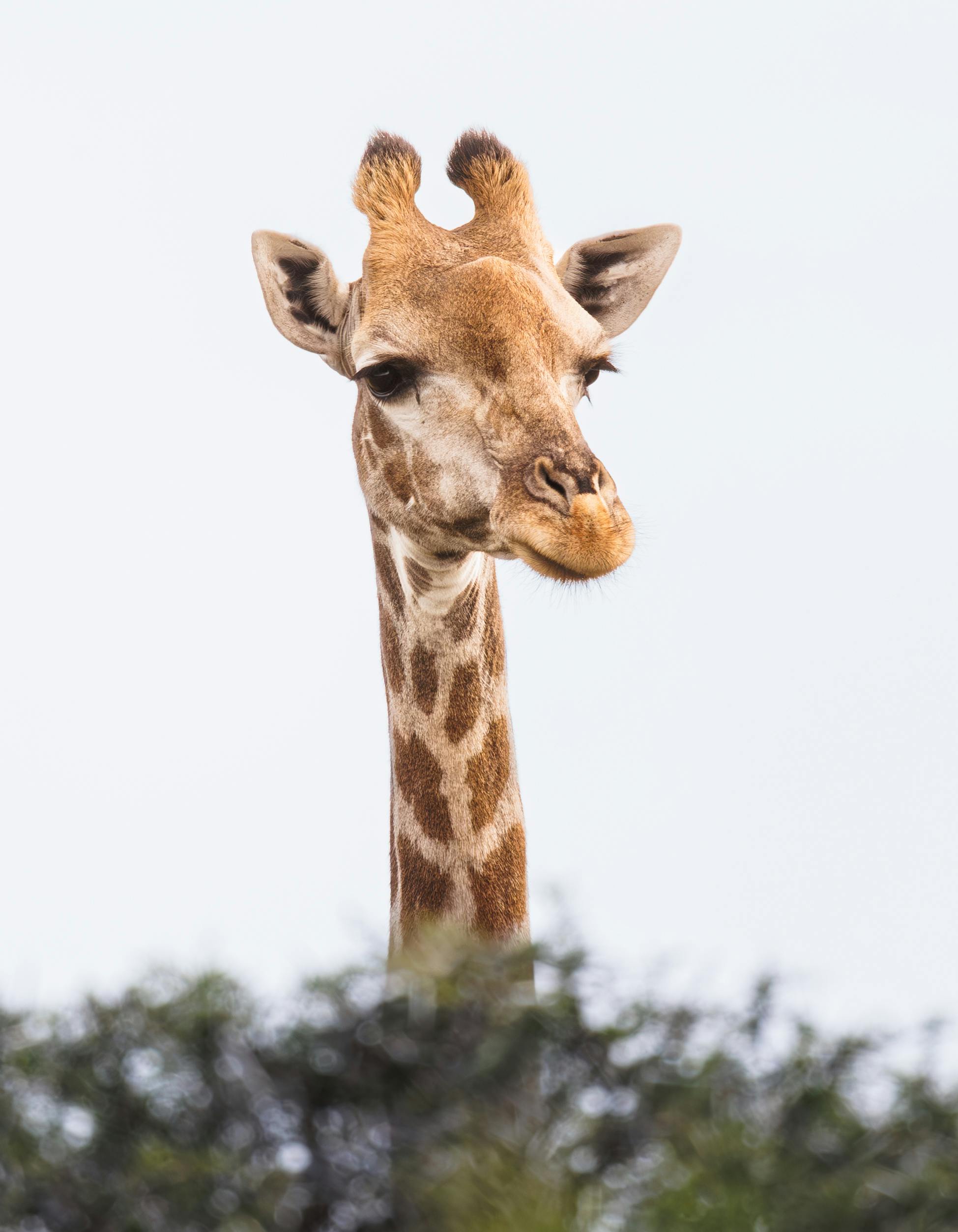 Head of Giraffe · Free Stock Photo