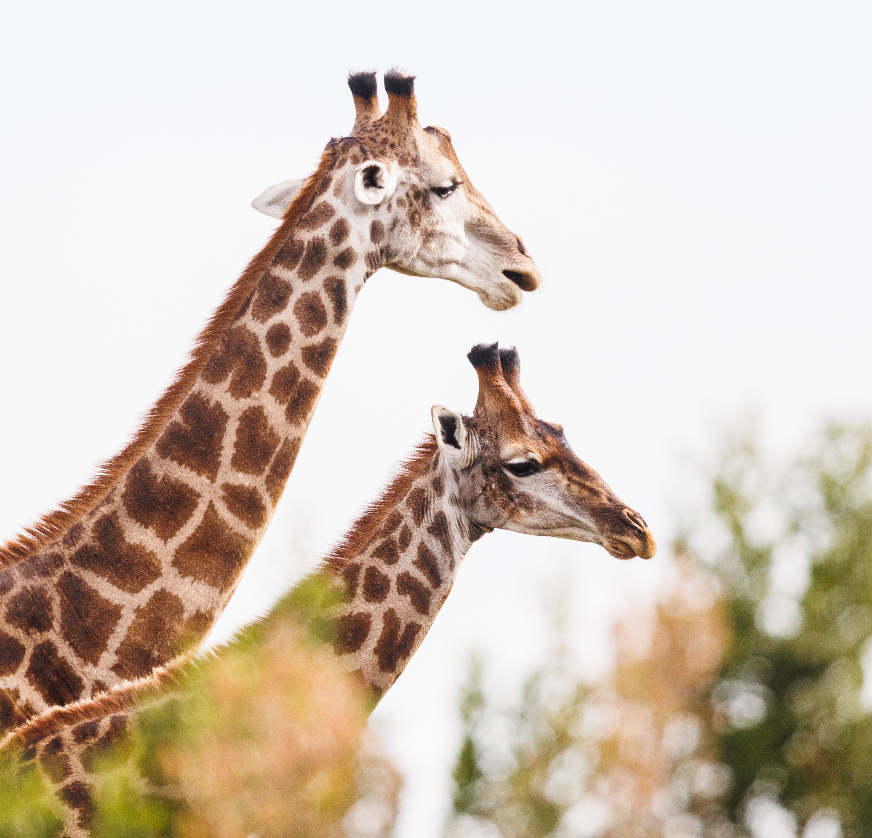 Giraffes Looking Around · Free Stock Photo