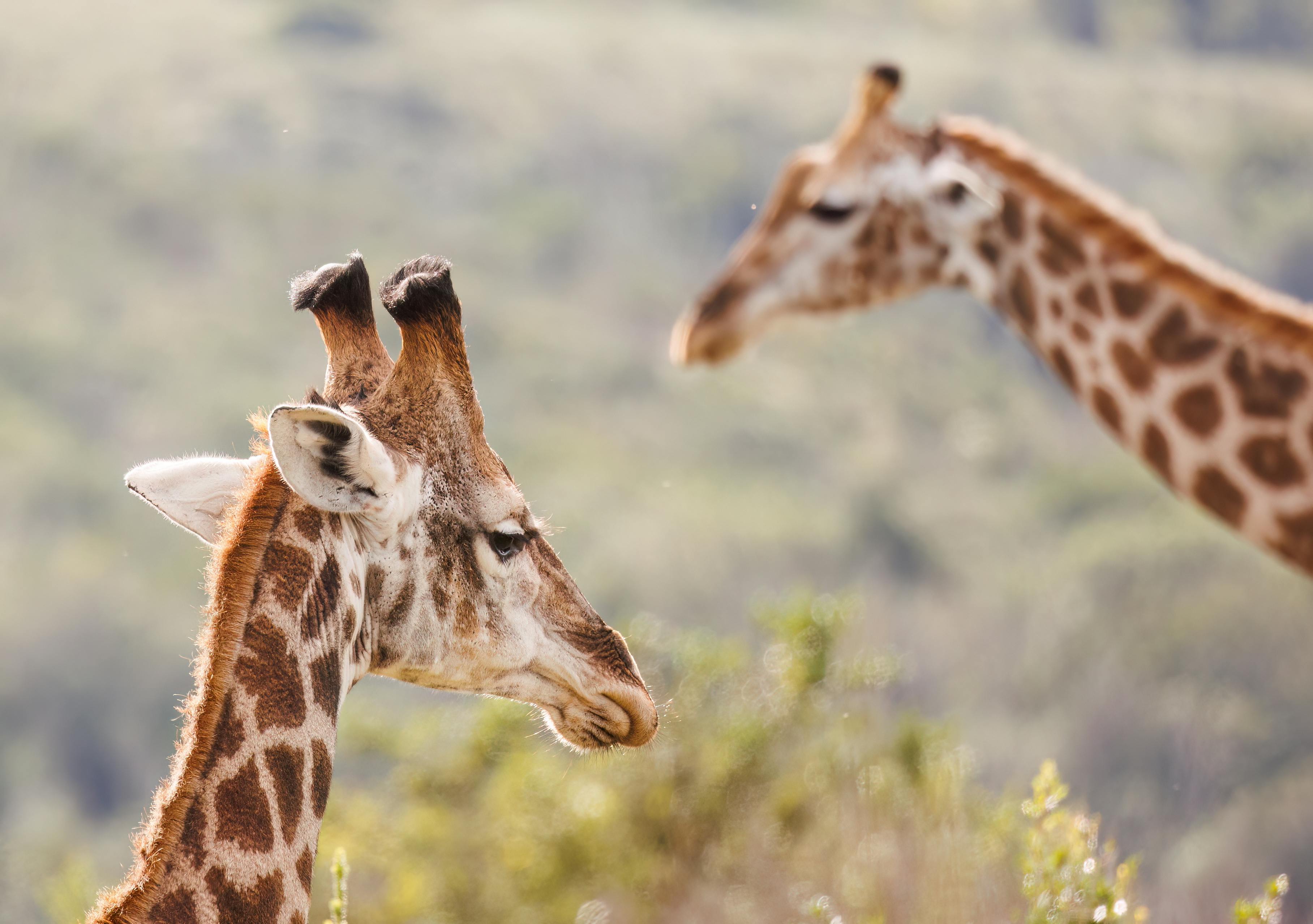 Foto de stock gratuita sobre áfrica, al aire libre, animal zoológico ...