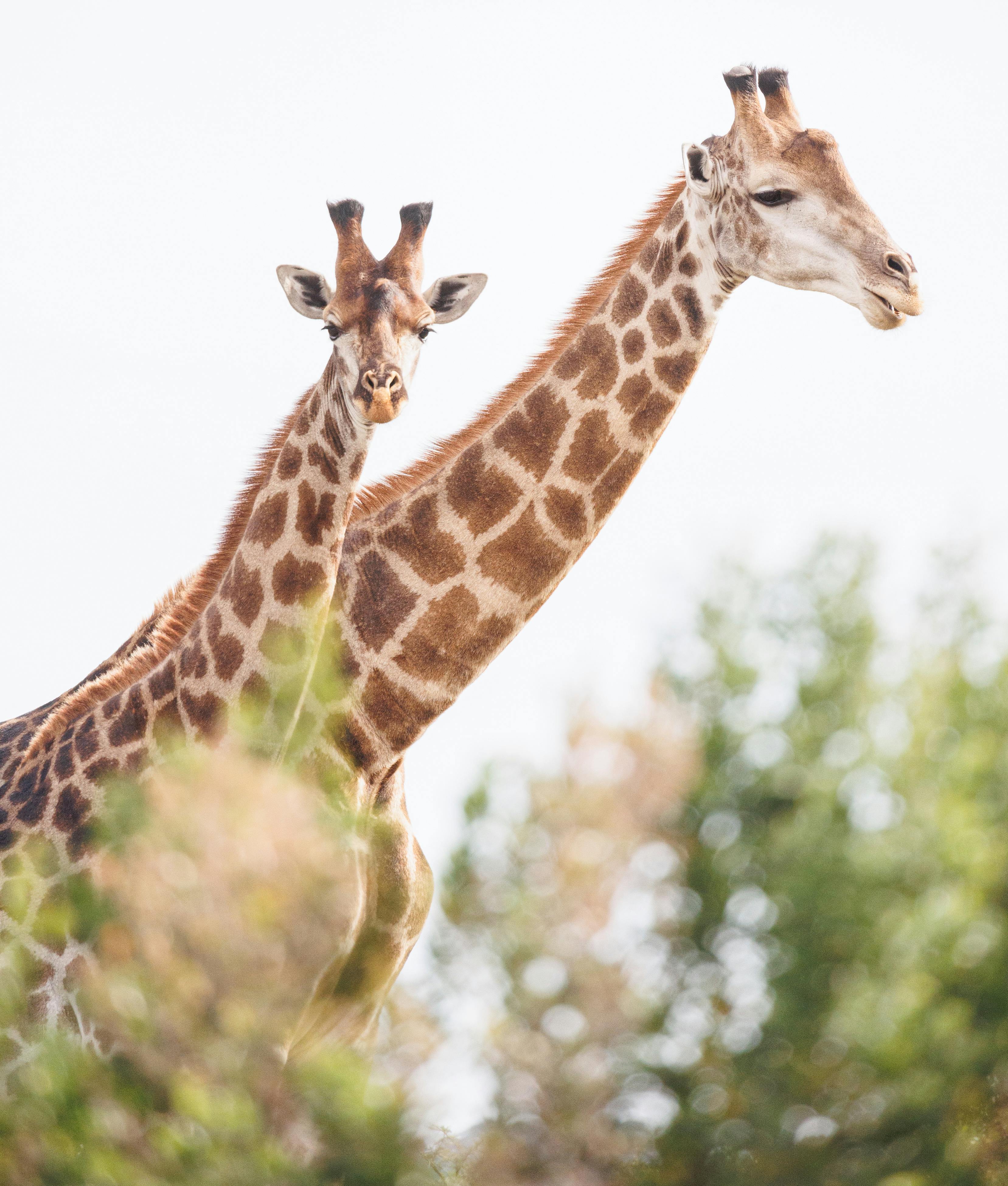 Interview Africa Photos, Download The BEST Free Interview Africa Stock ...