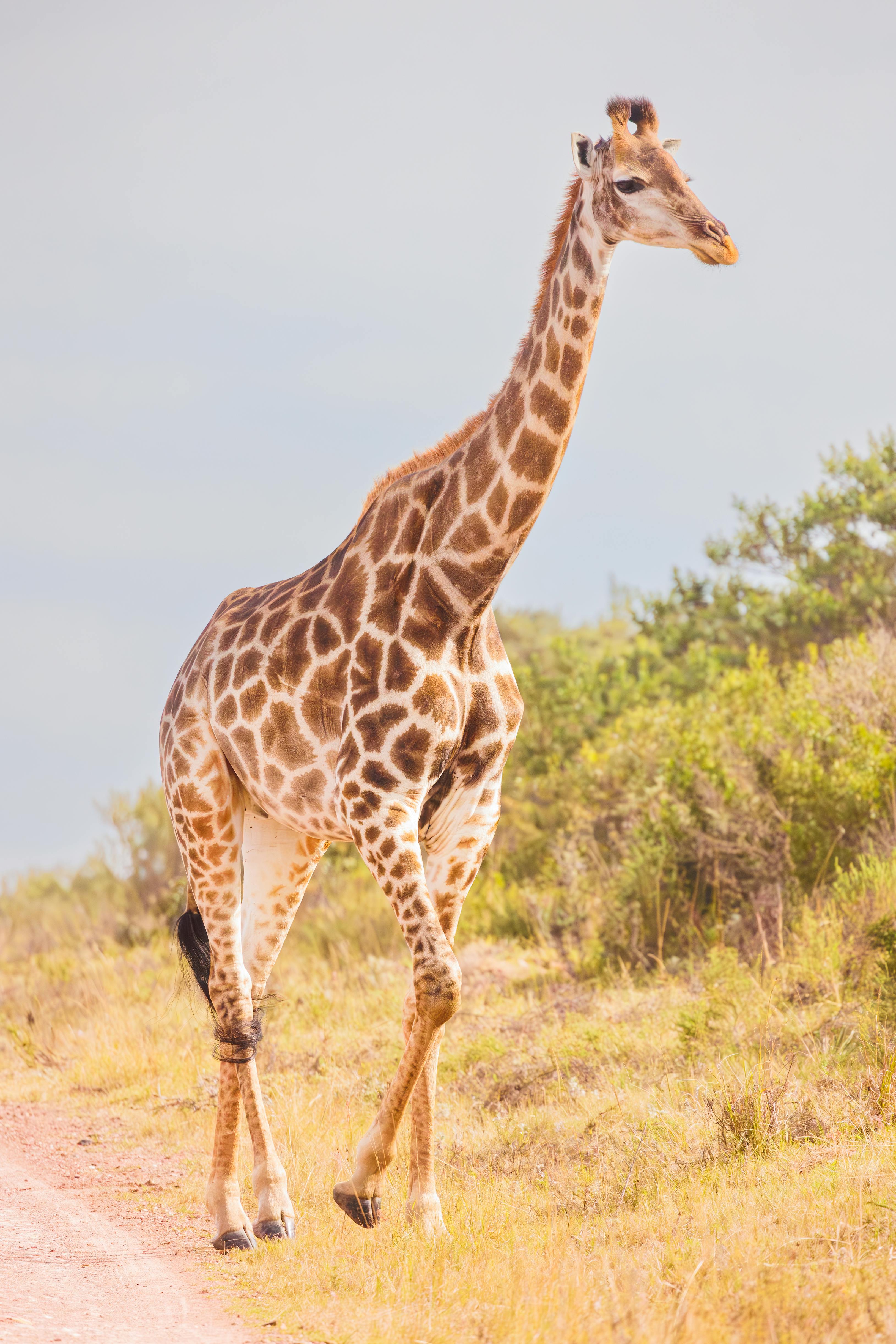 Giraffe Walking Along the Roadside · Free Stock Photo
