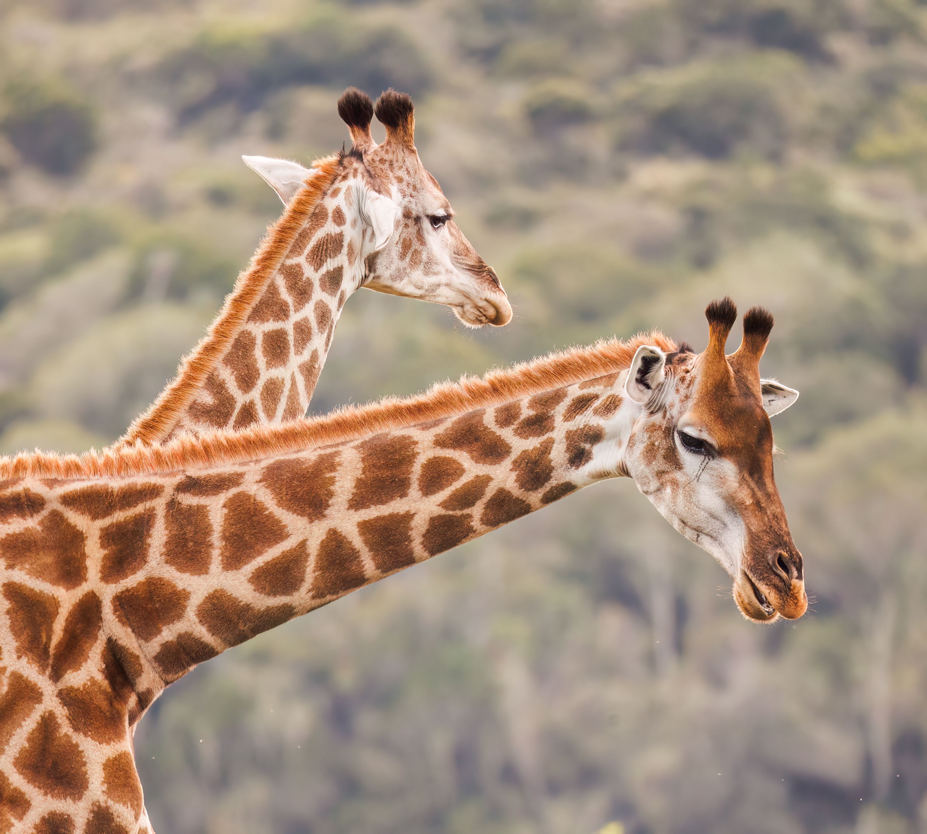 Close-up of the Heads and Necks of Giraffes · Free Stock Photo